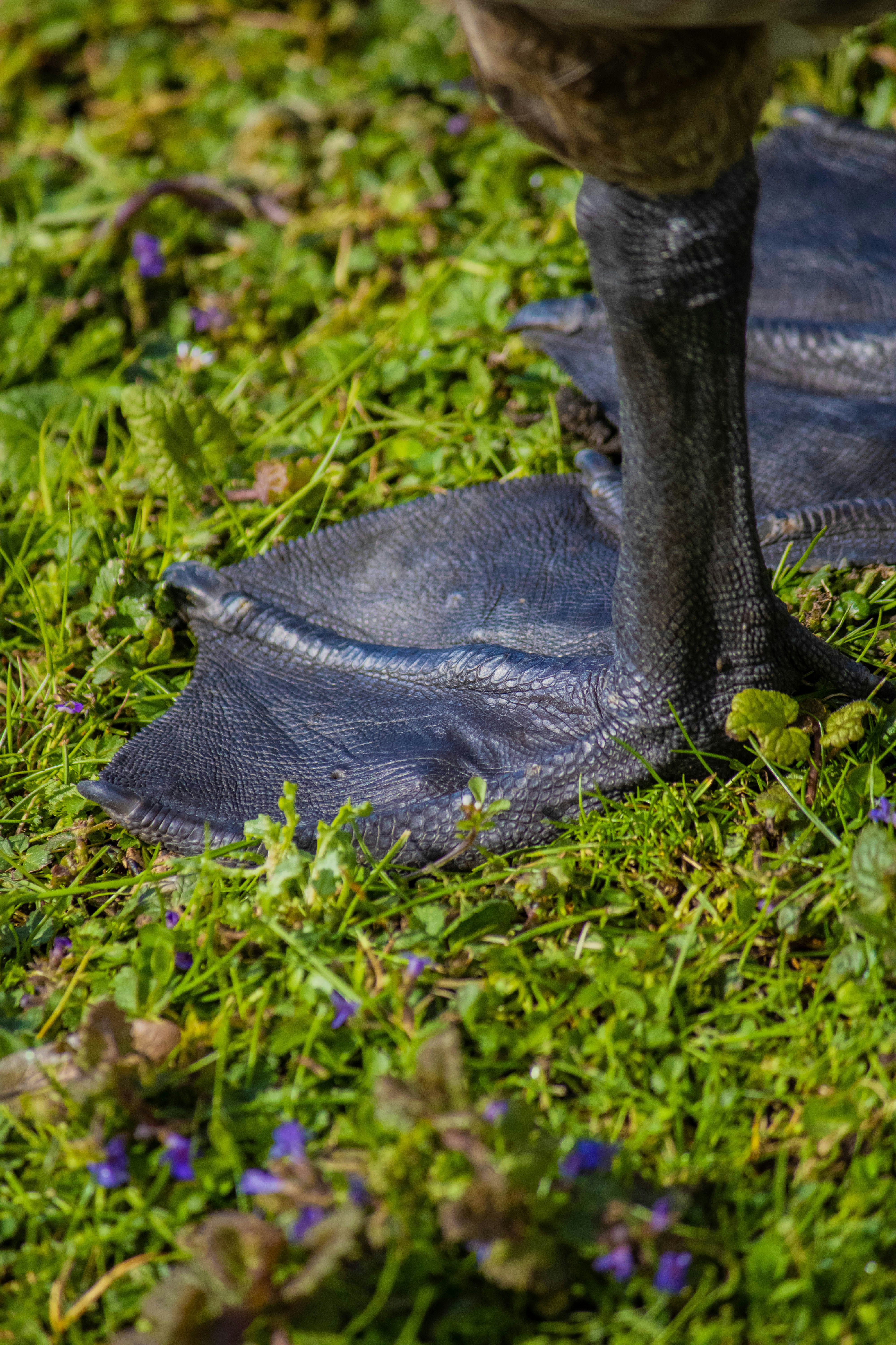 Grounded in detail: the textured stance of a waterfowl