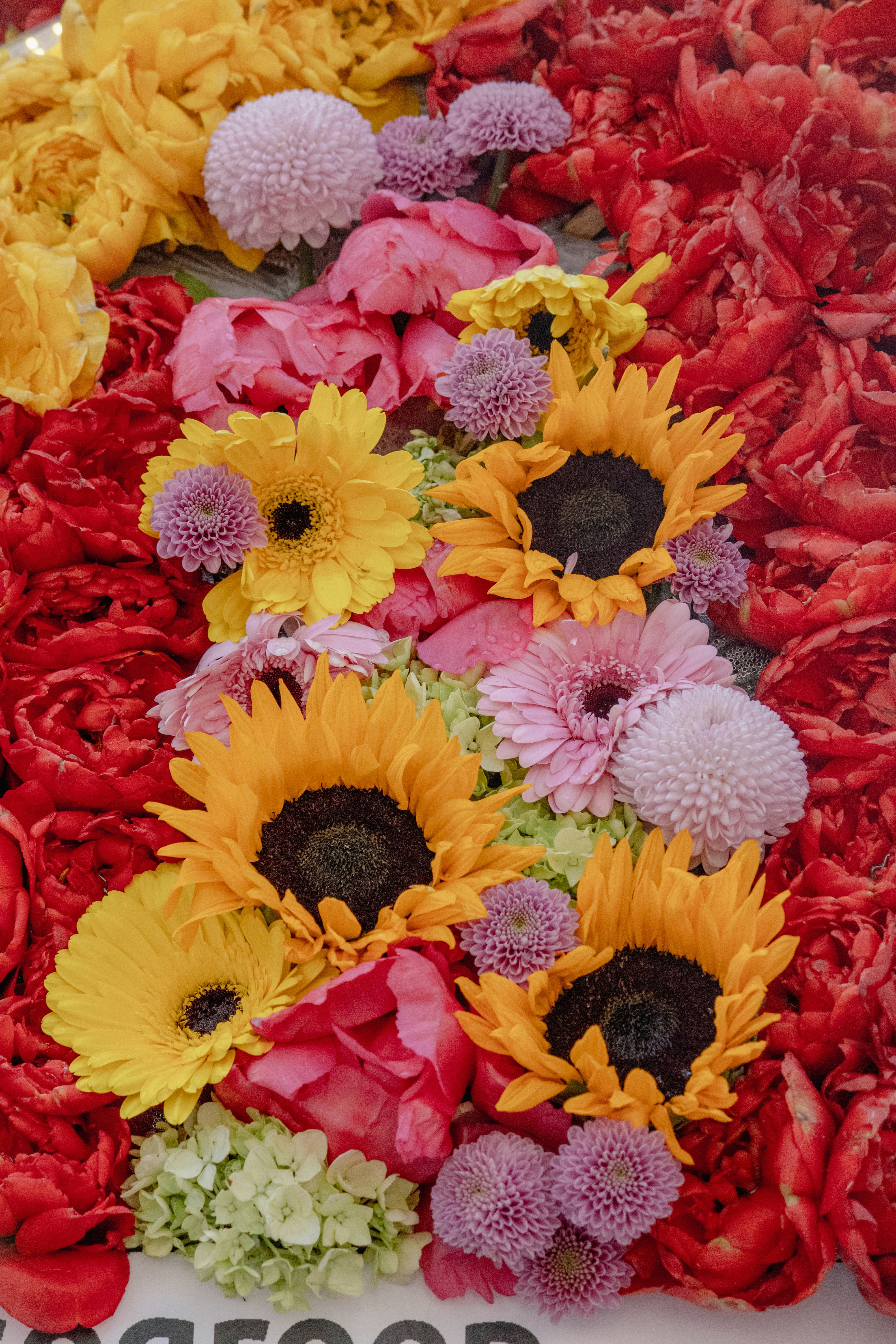 Sunlit Parade of Sunflowers and Chrysanthemums
