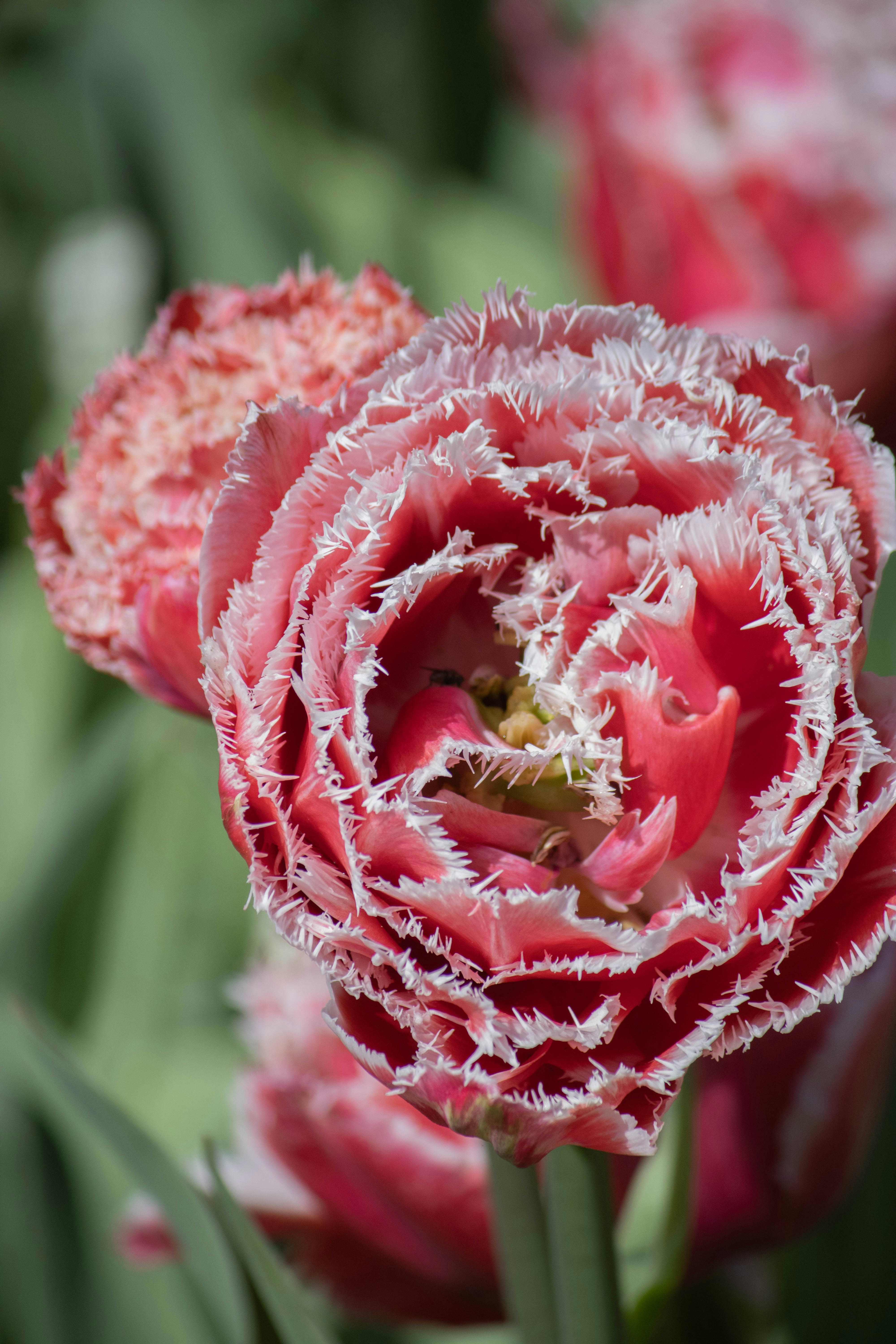 Crimson Frill: A Macro Portrait of a Fringed Tulip
