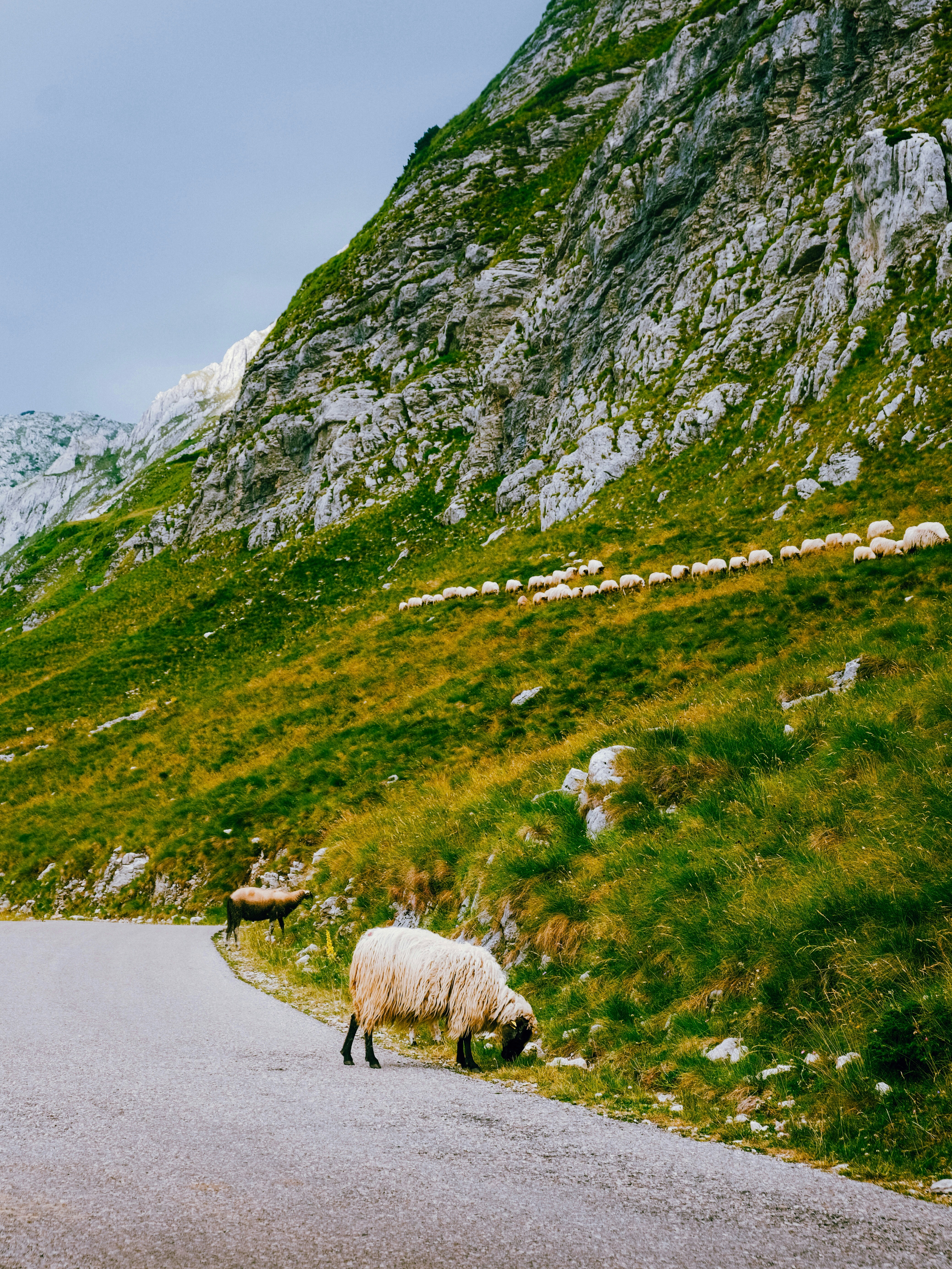 Grazing on the Alpine Switchback