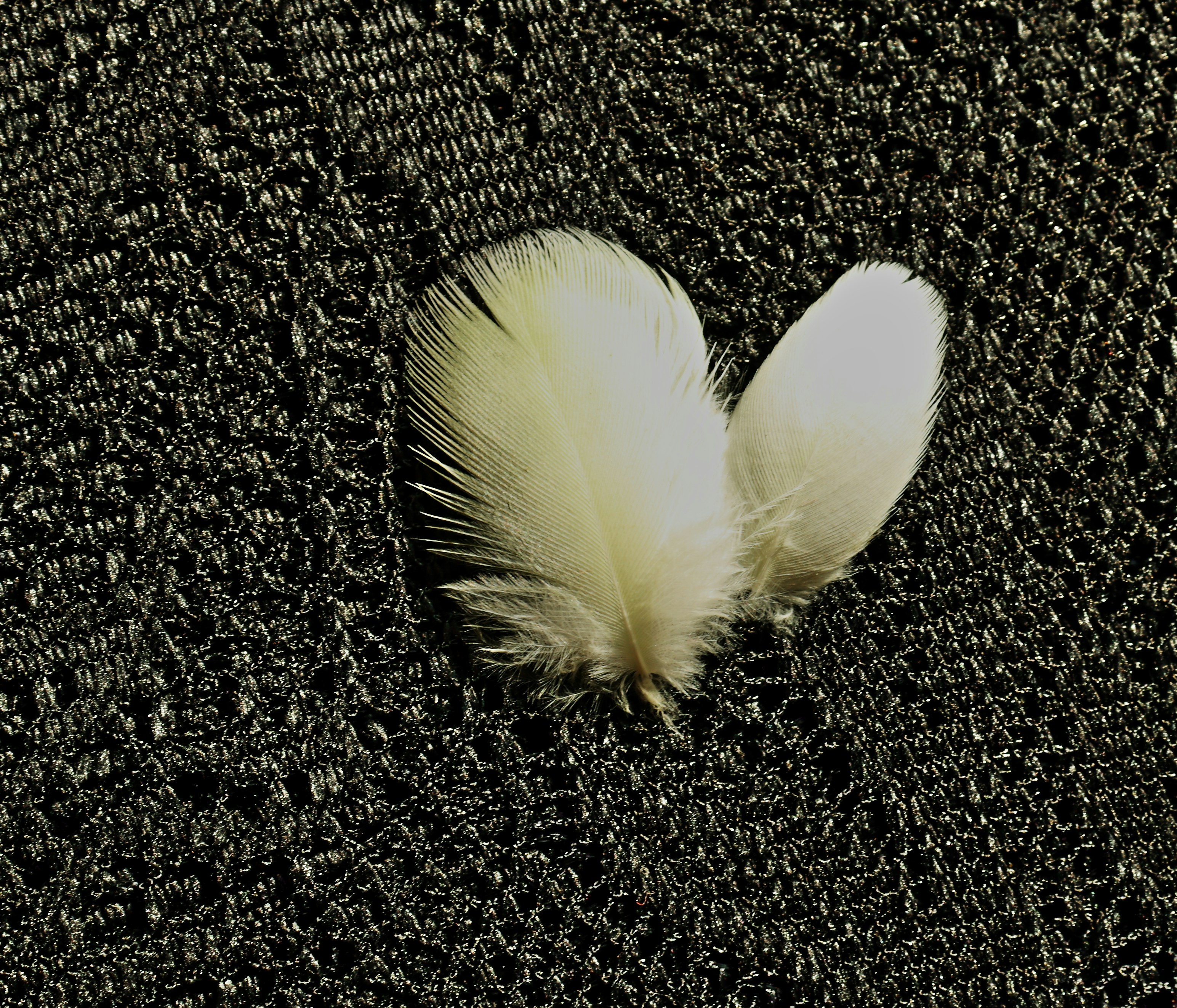 A white feather laying on top of a black cloth photo – Free Flower ...