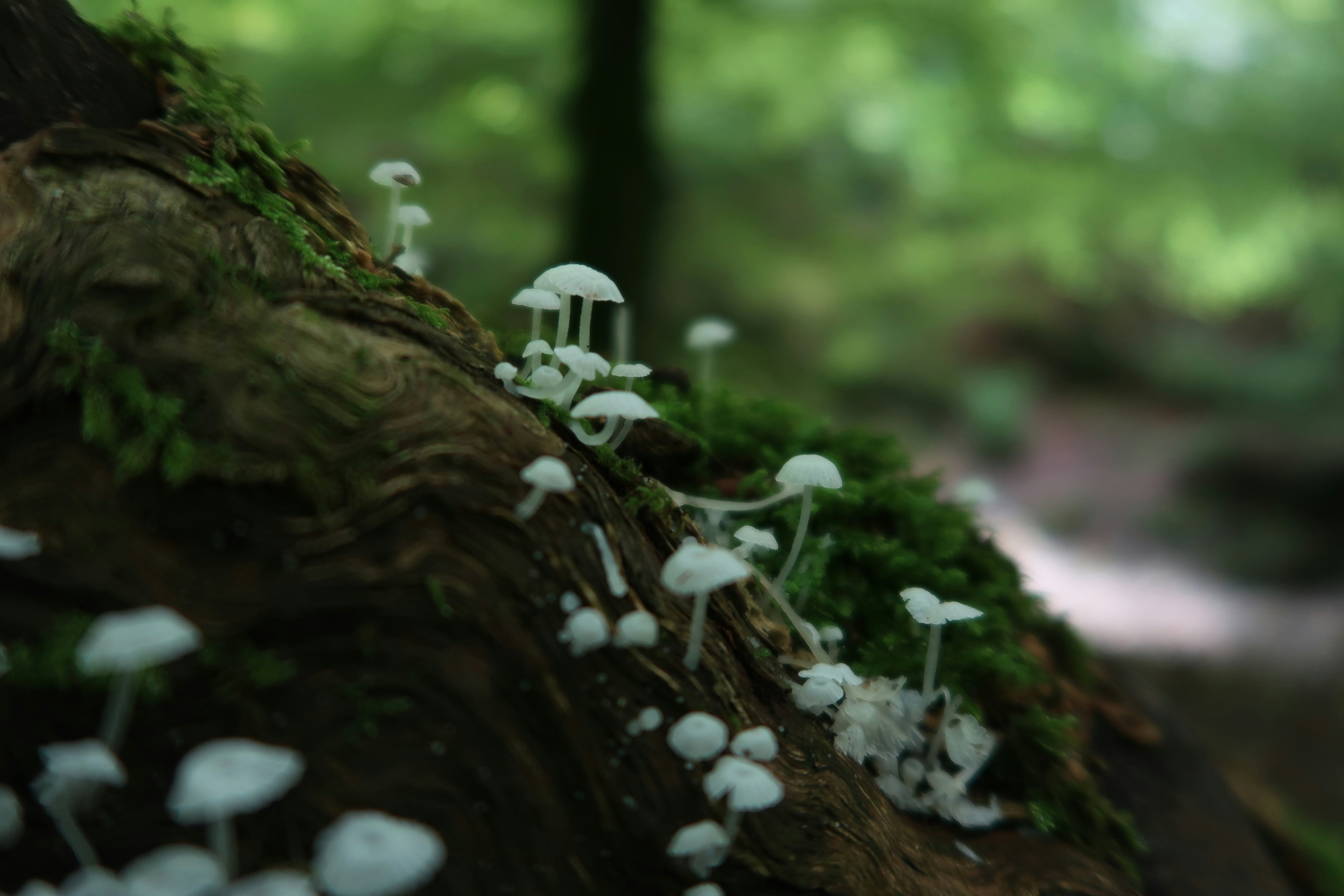 Mossy Log Choir: Tiny White Mushrooms in a Quiet Forest