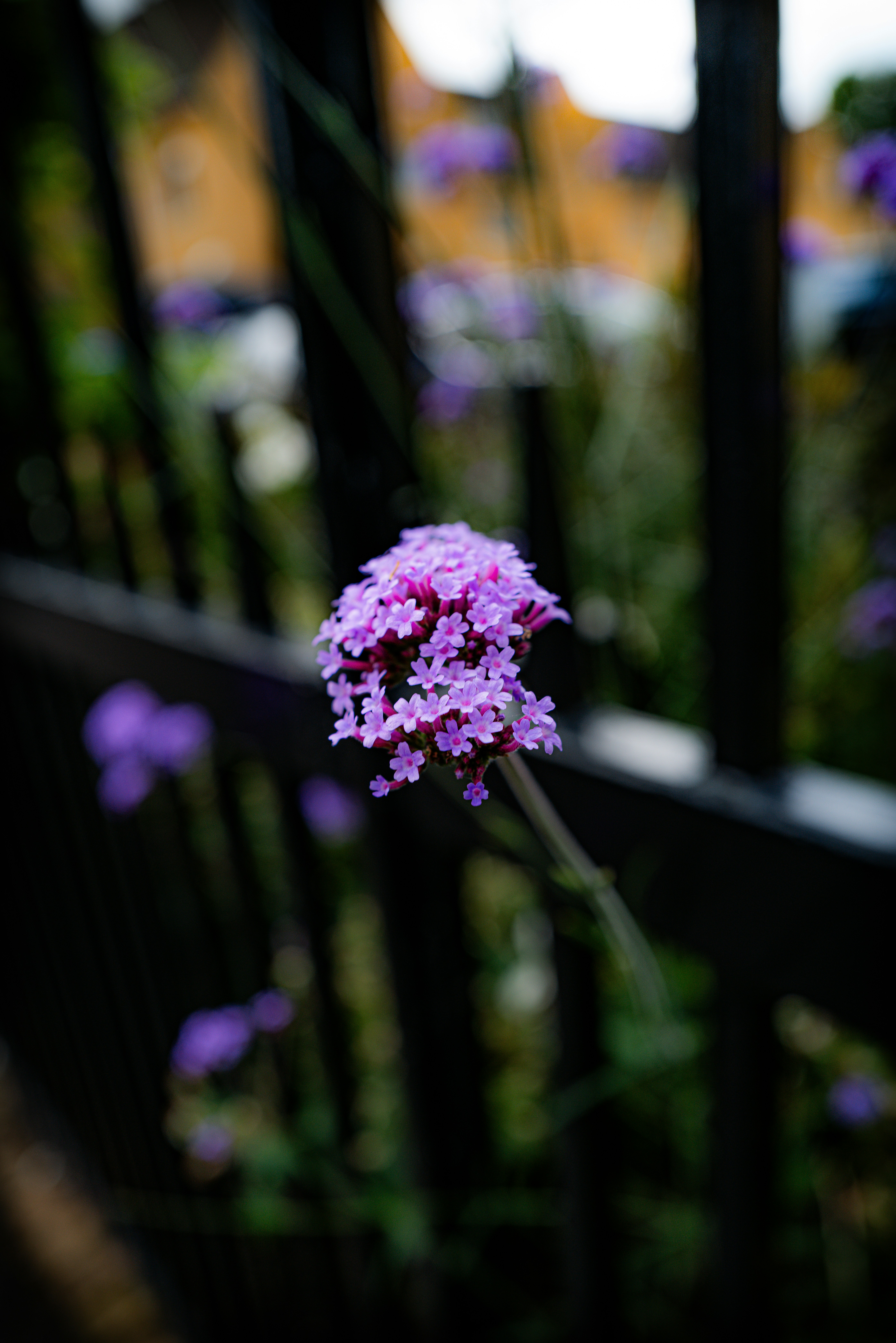 Petals Between Rails: A Pink Bloom in Soft Focus