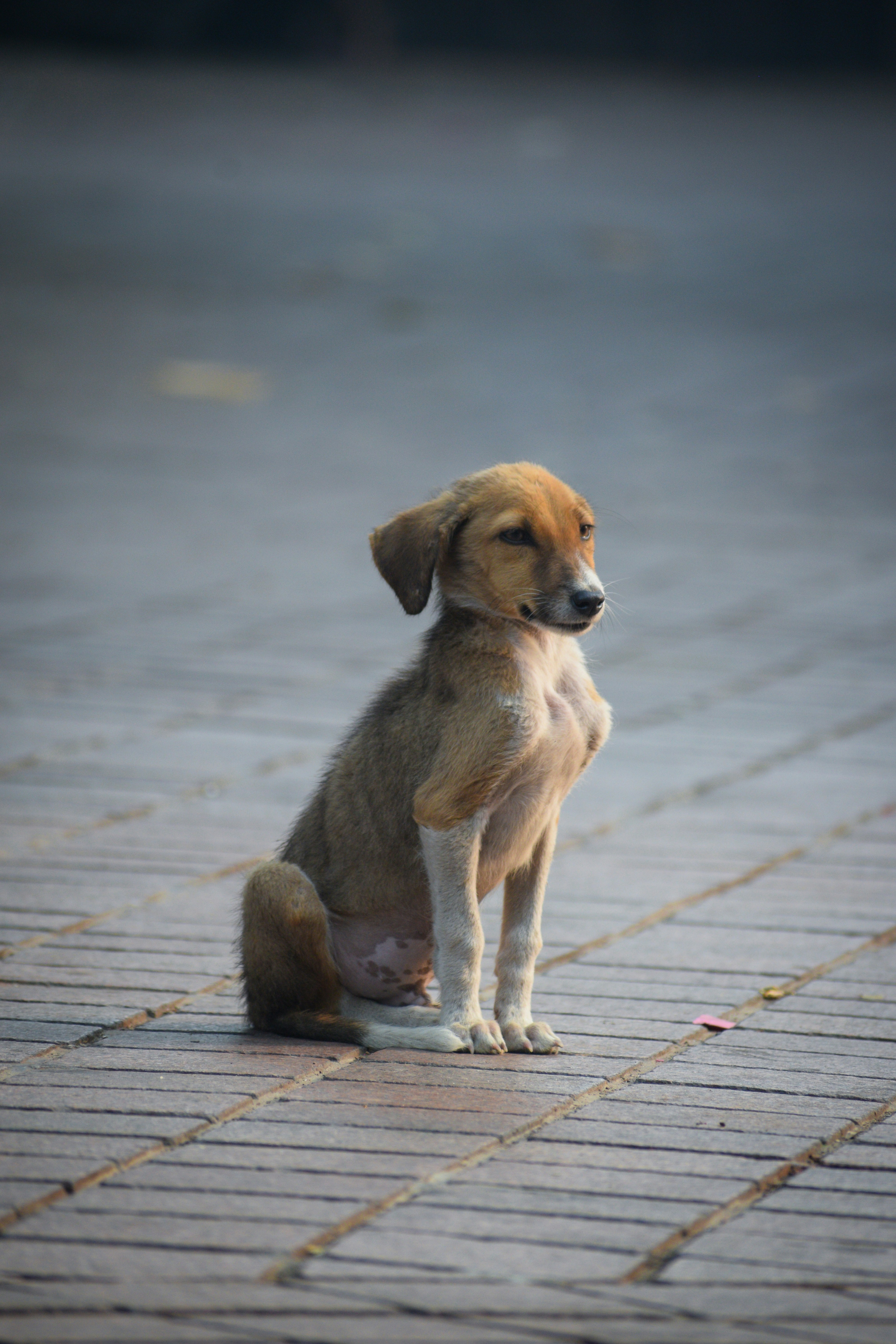 Pause on the Pavement: A Small Pup with a Quiet Gaze