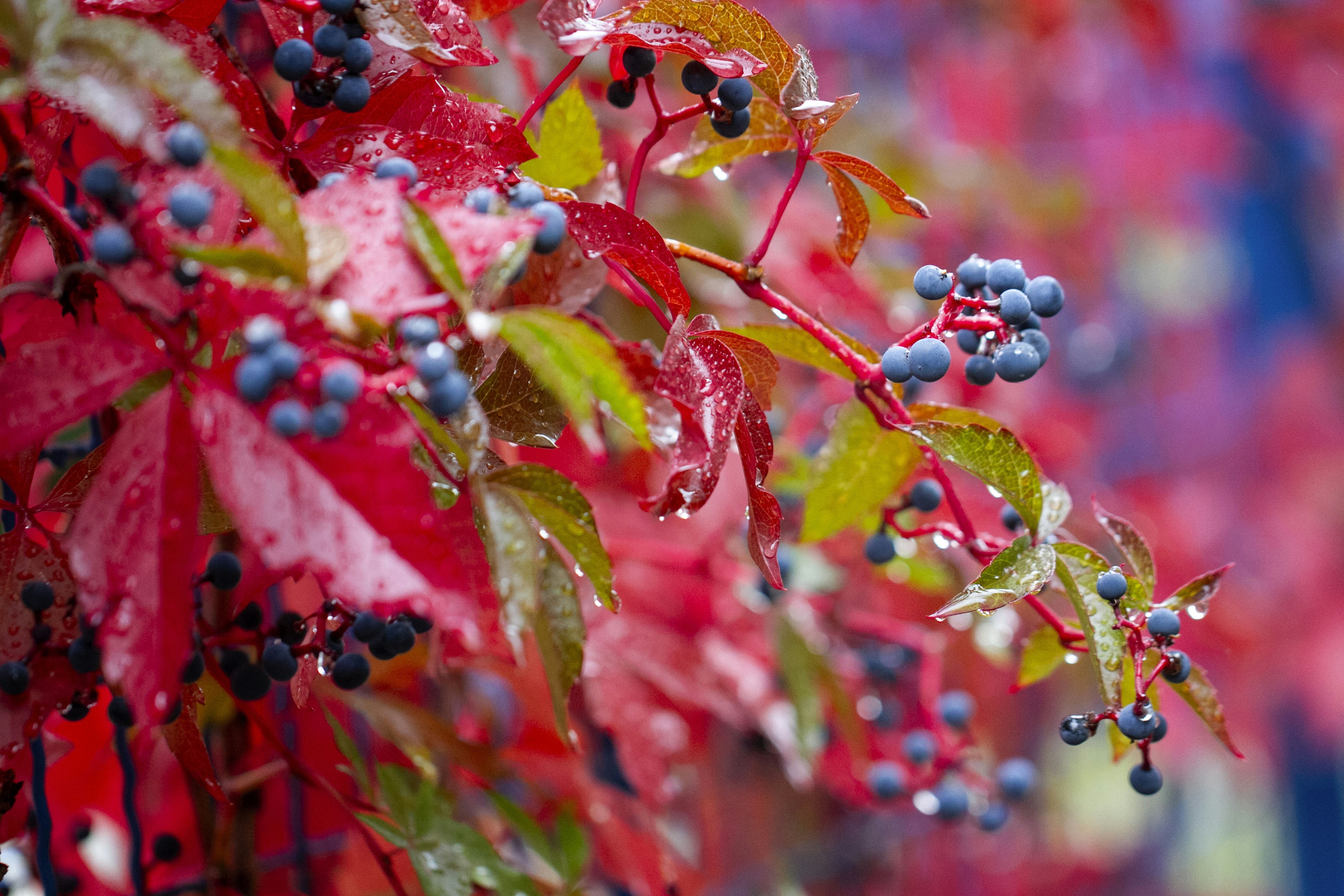 Virginia creeper, raindrops on virginia creeper, ampelopsis hederacea, autumn colors