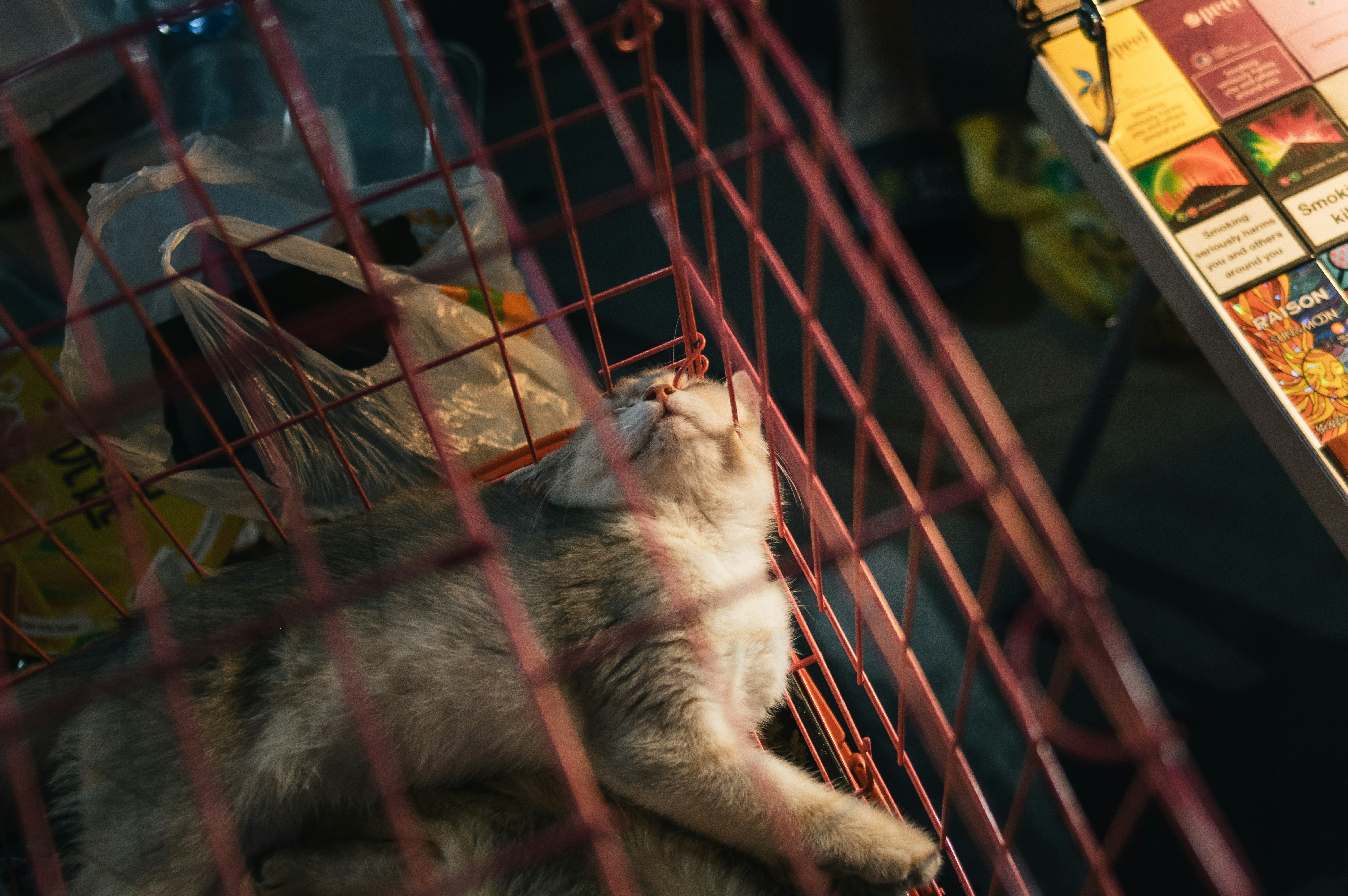 Dozing Kitten in a Neon Pink Cage at a Market Stall