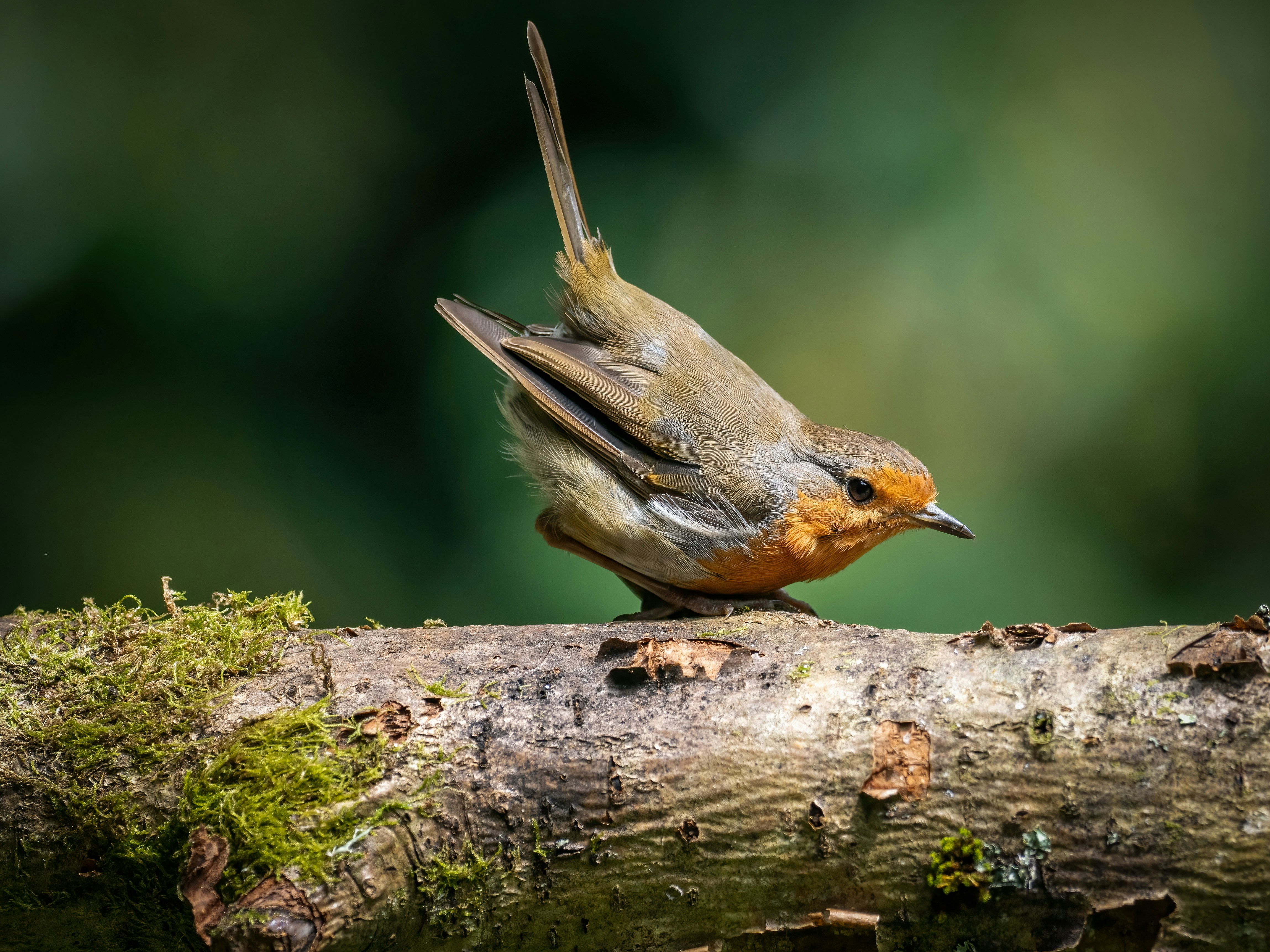 Tiny Acrobat on a Mossy Log: A Museum Brown Tit in Mid-Turn