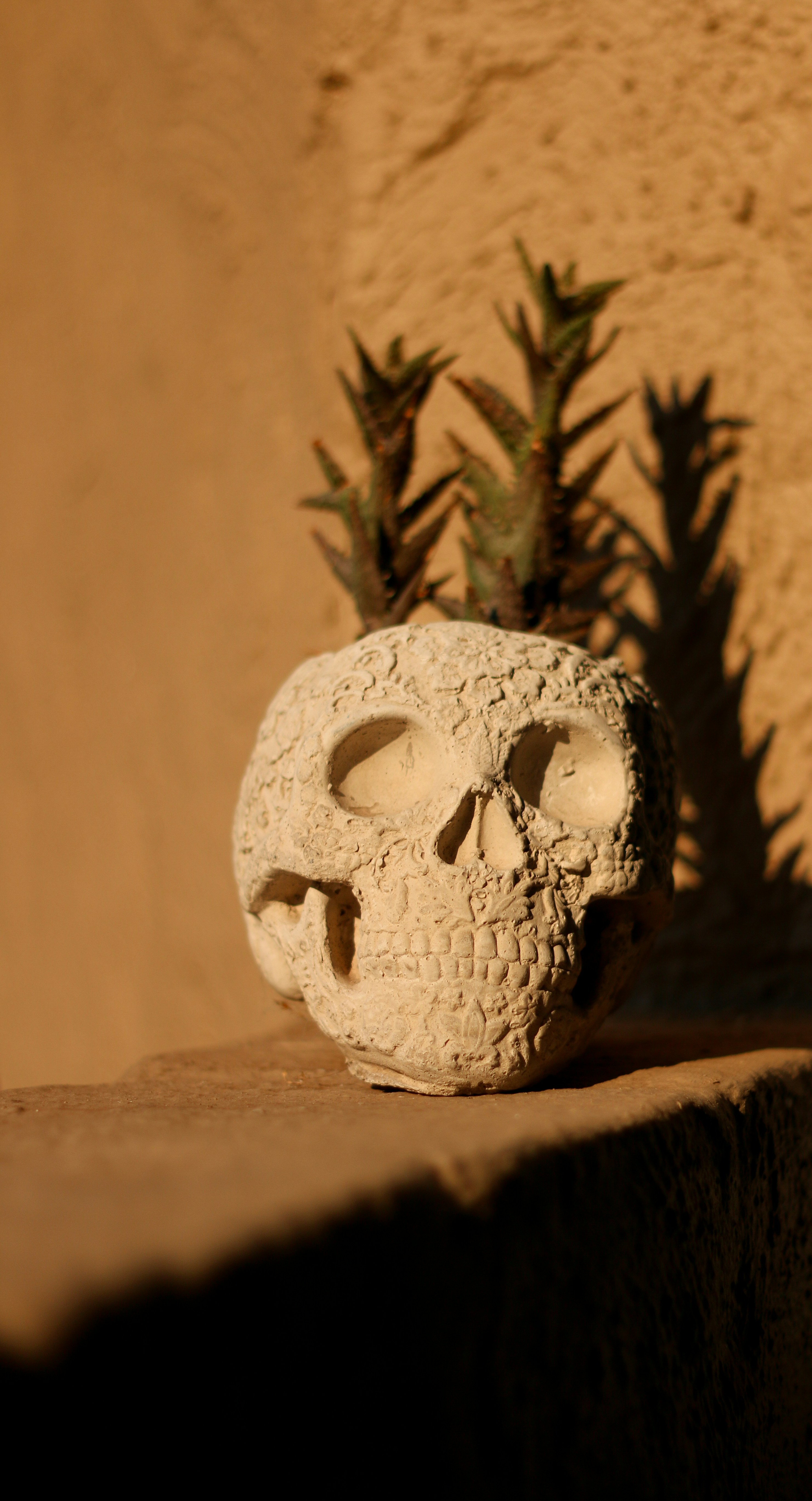 goldenhour skull plant