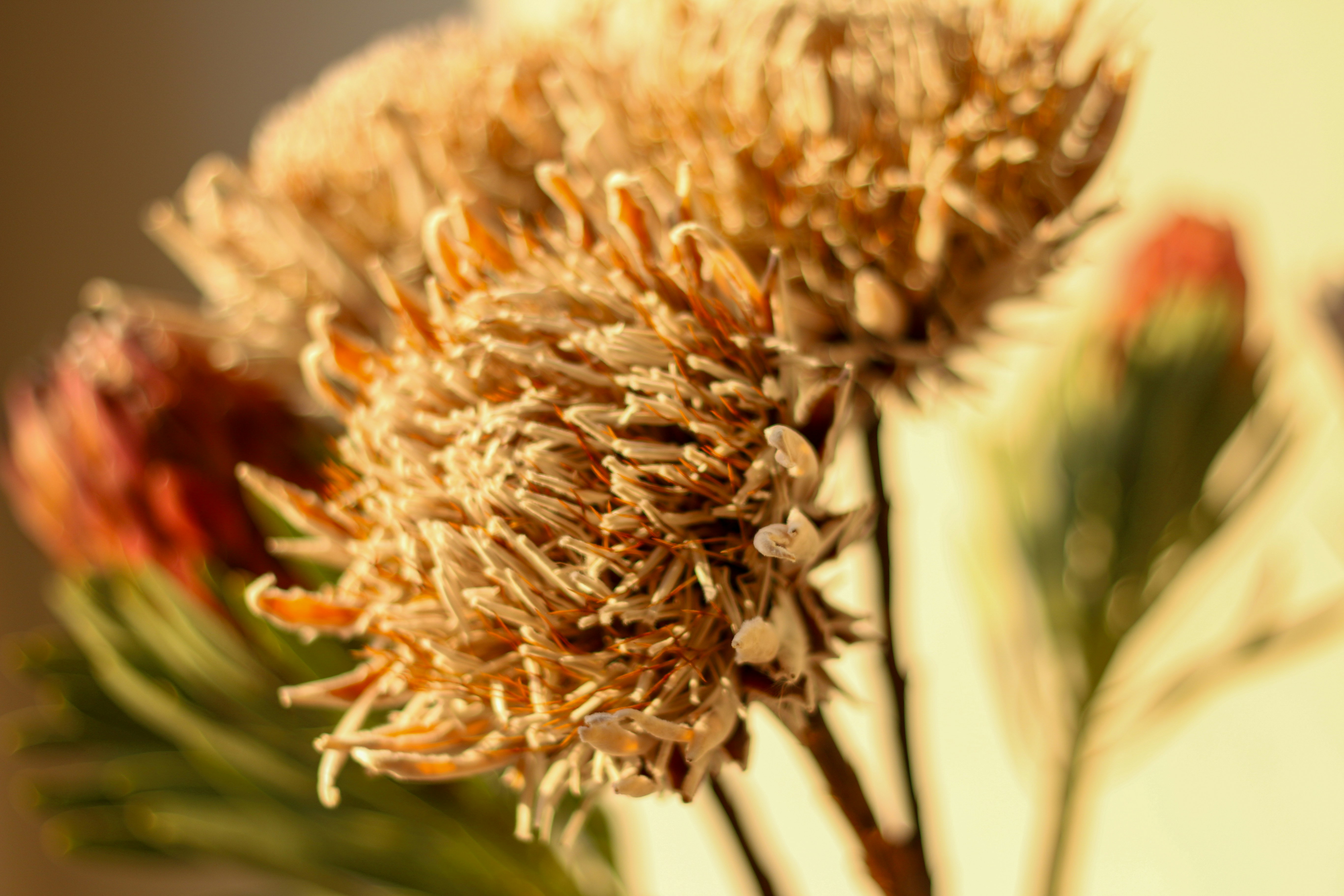 protea in the golden hour sunshine
