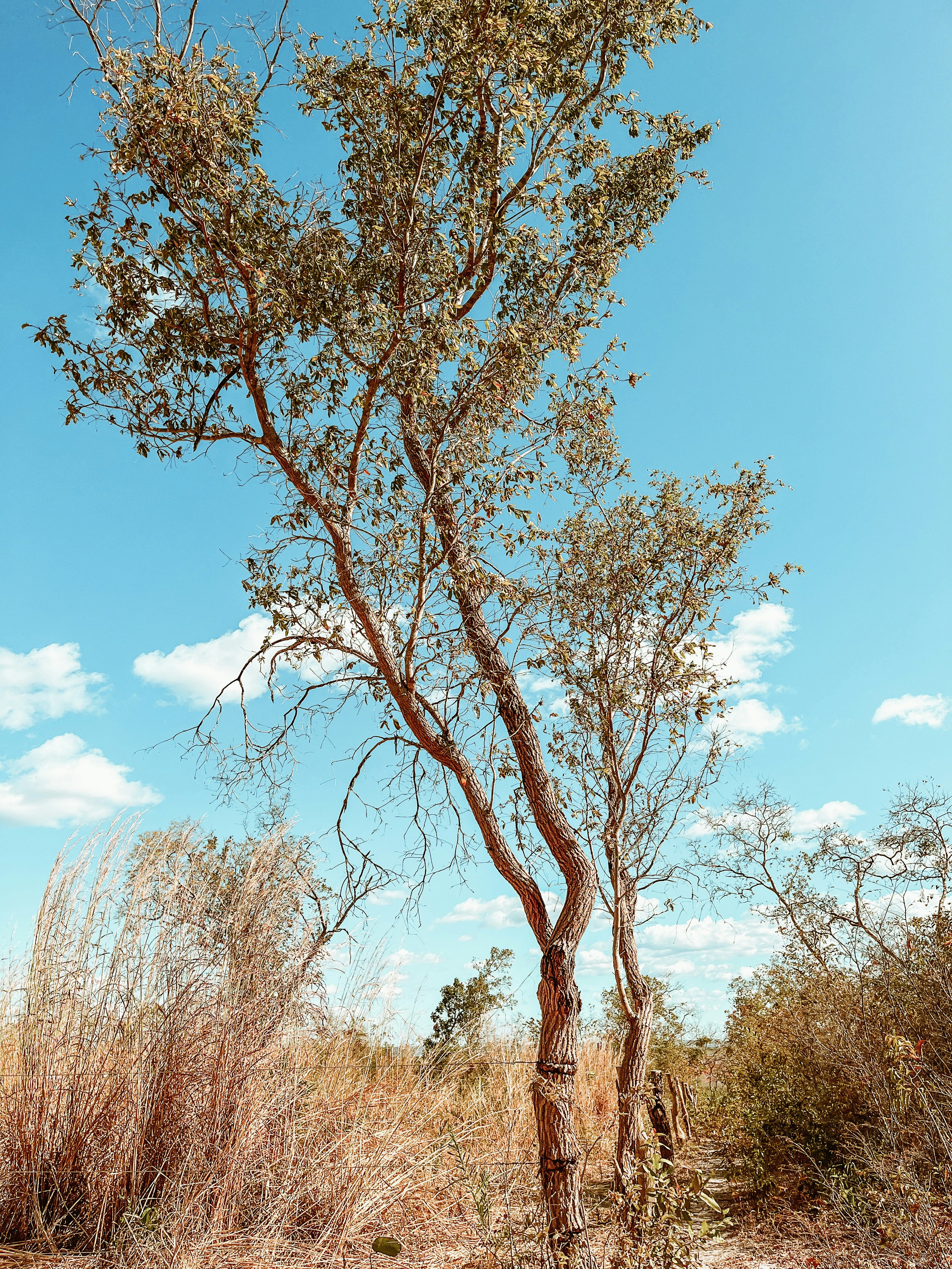 Thay Jesus (@thayjesus) | Communauté photos Unsplash