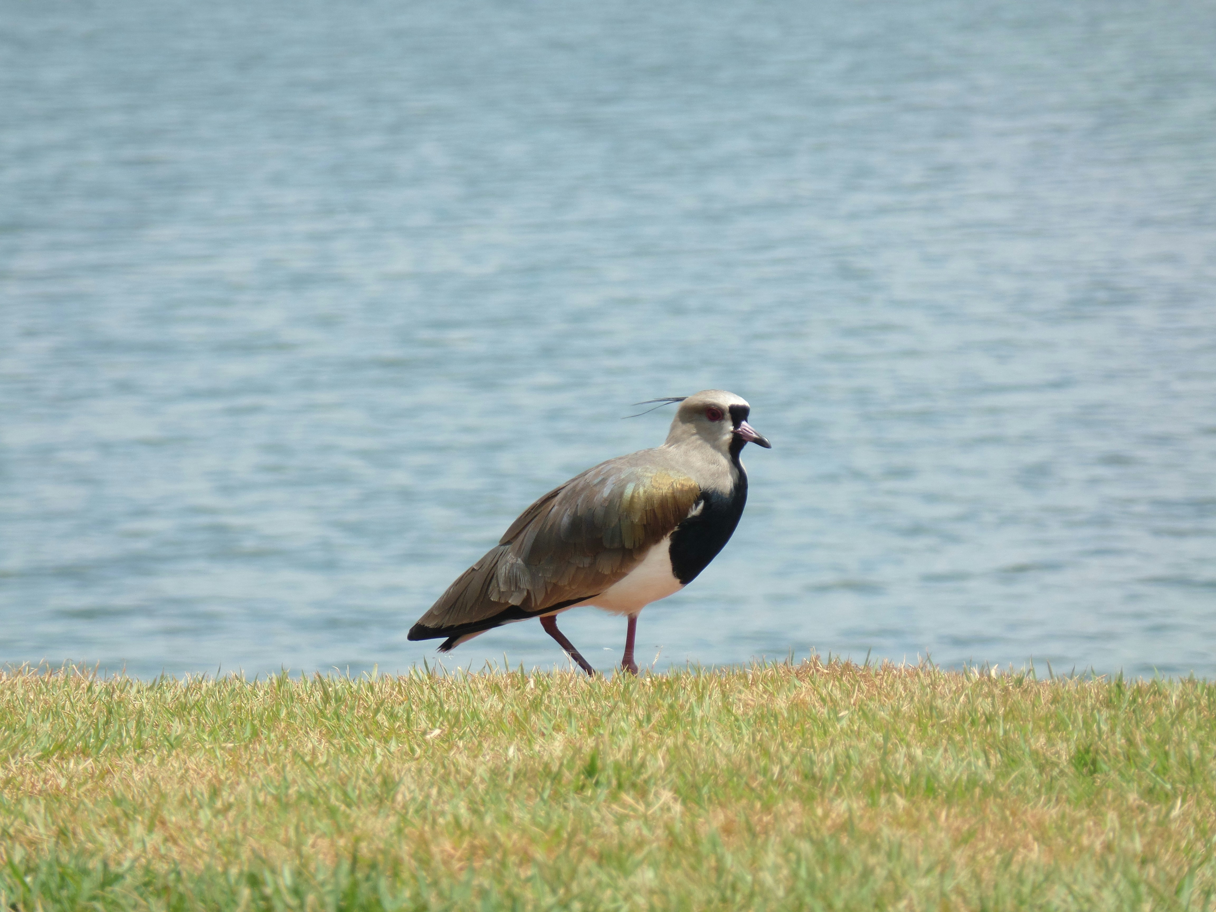 Southern lapwing stands alert on grassy shore beside a tranquil lake.