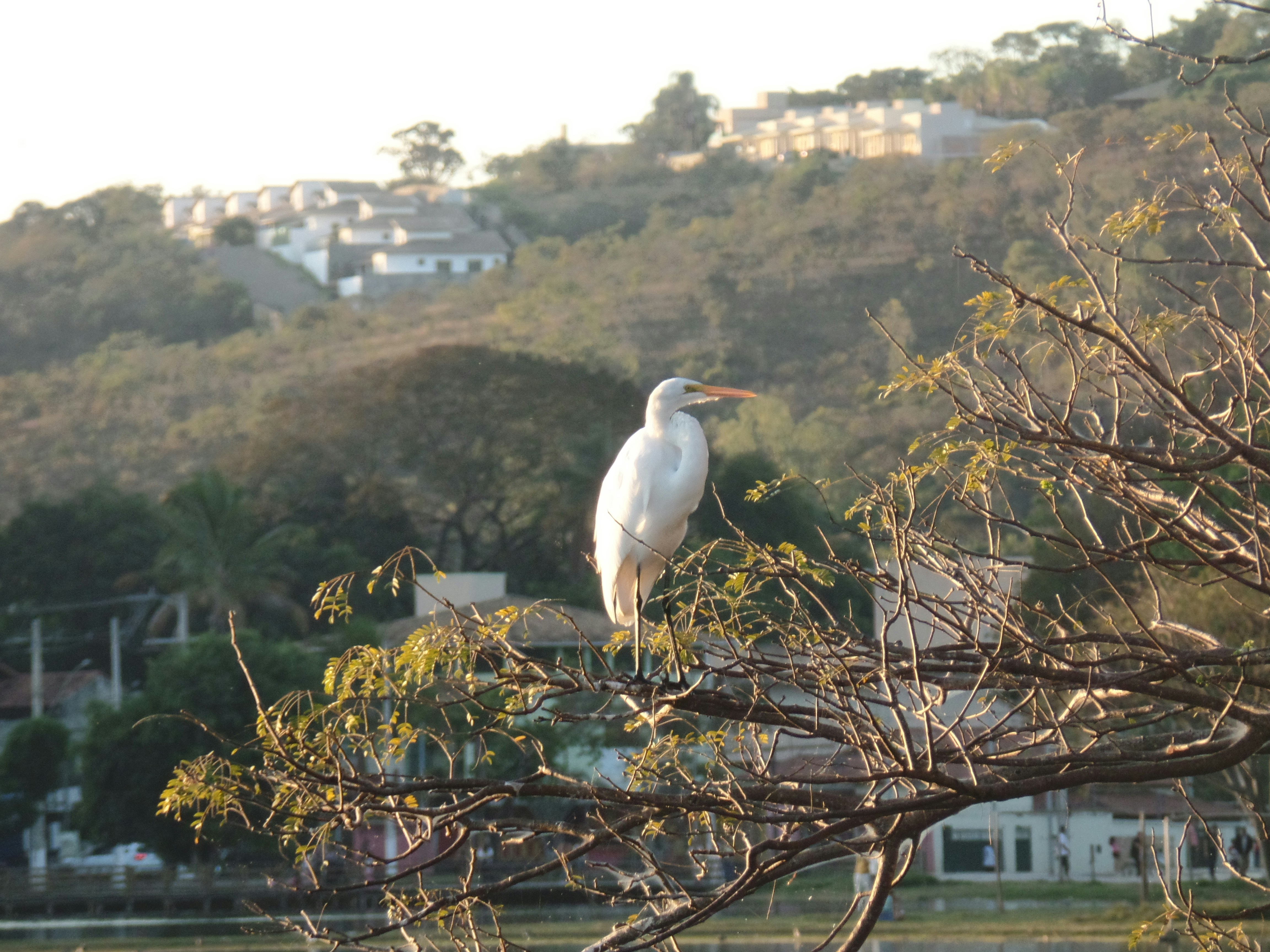 A white egret perched on a bare branch against a sunlit hillside neighborhood. The photograph contrasts natural avian calm with an urban residential backdrop.