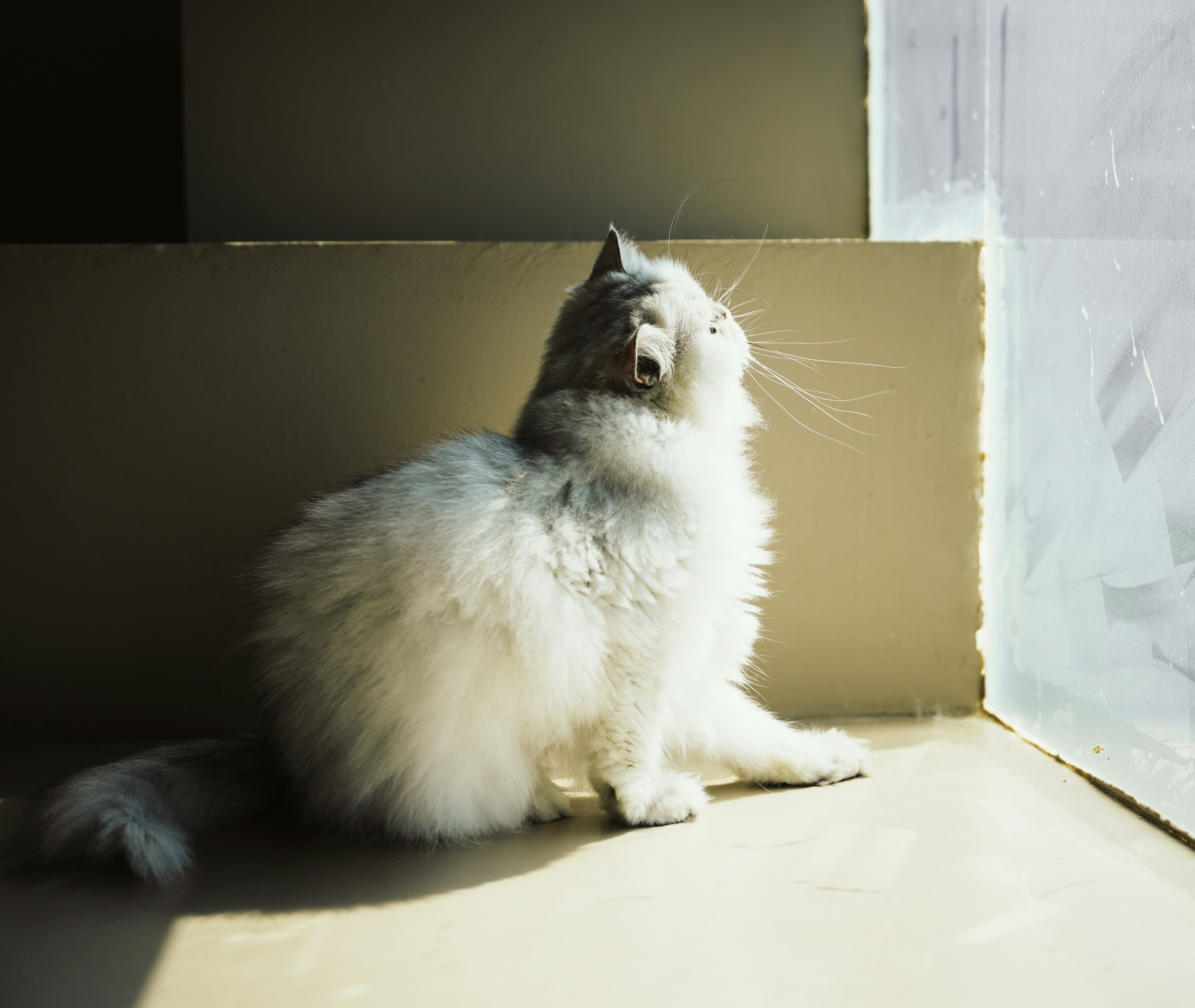 Sunlit Contemplation of a Fluffy Feline
