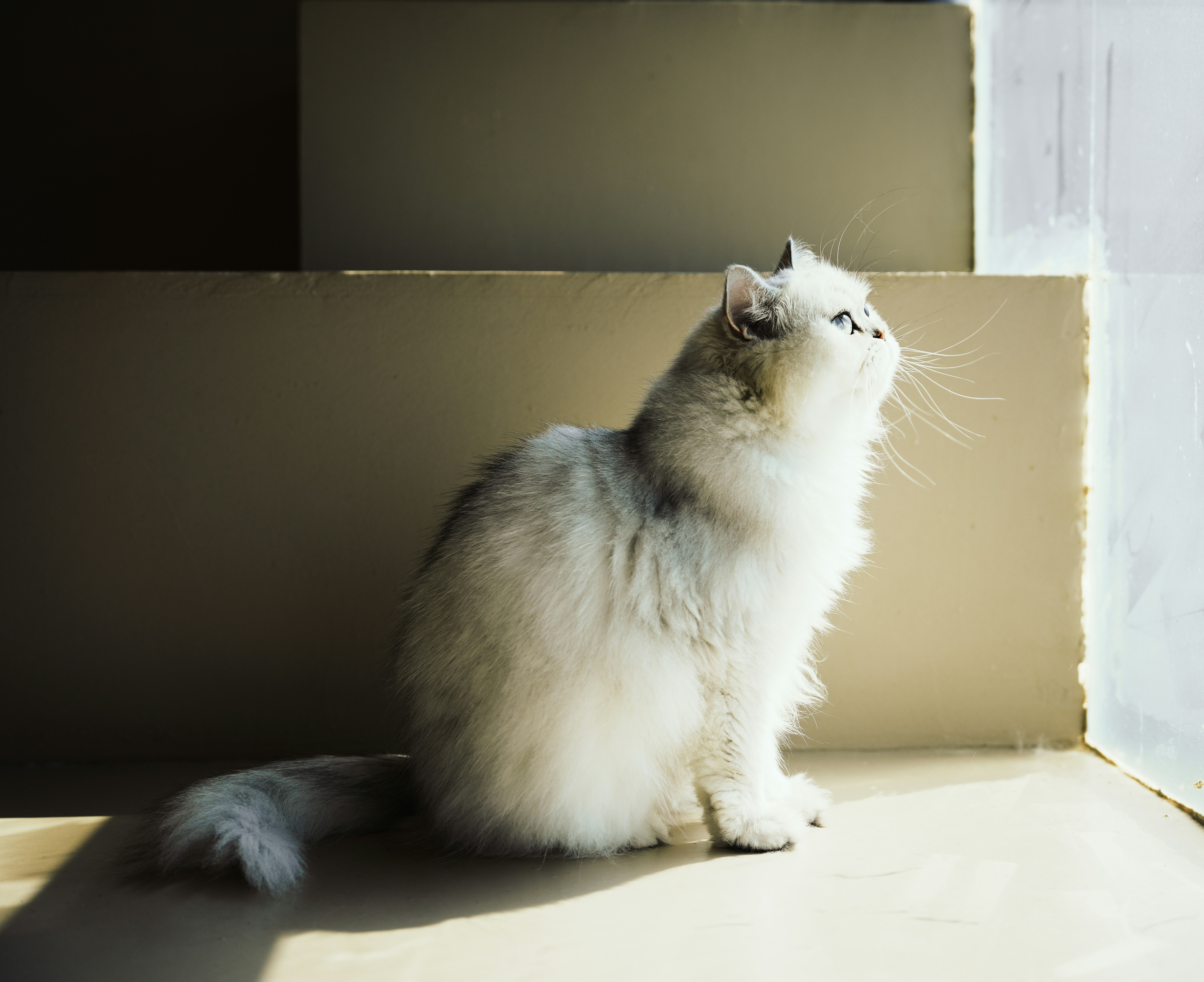 A fluffy white cat sitting on top of a set of stairs photo – Free Cat ...