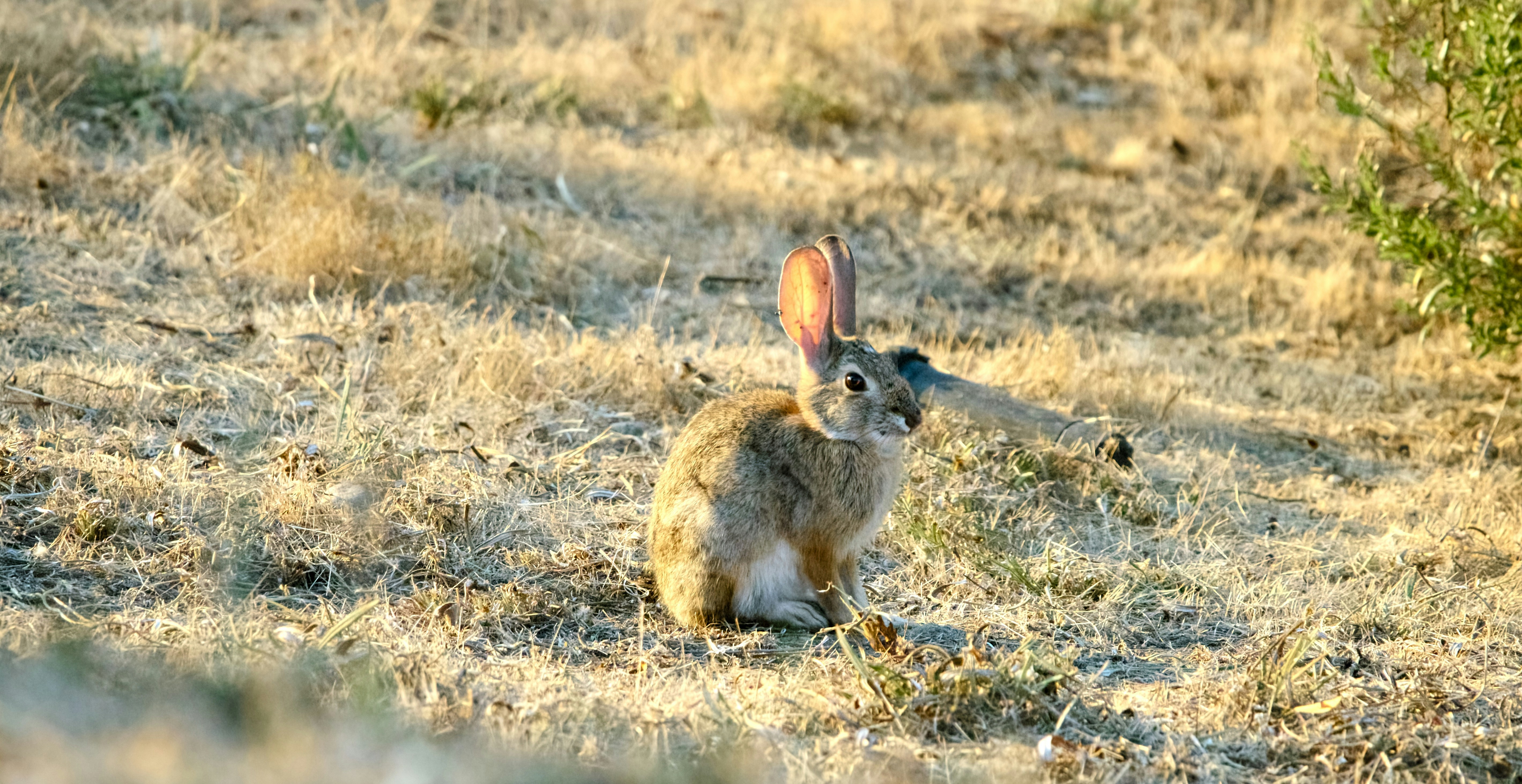 Rabbit sitting in dry, sunlit grass with one ear perked up.