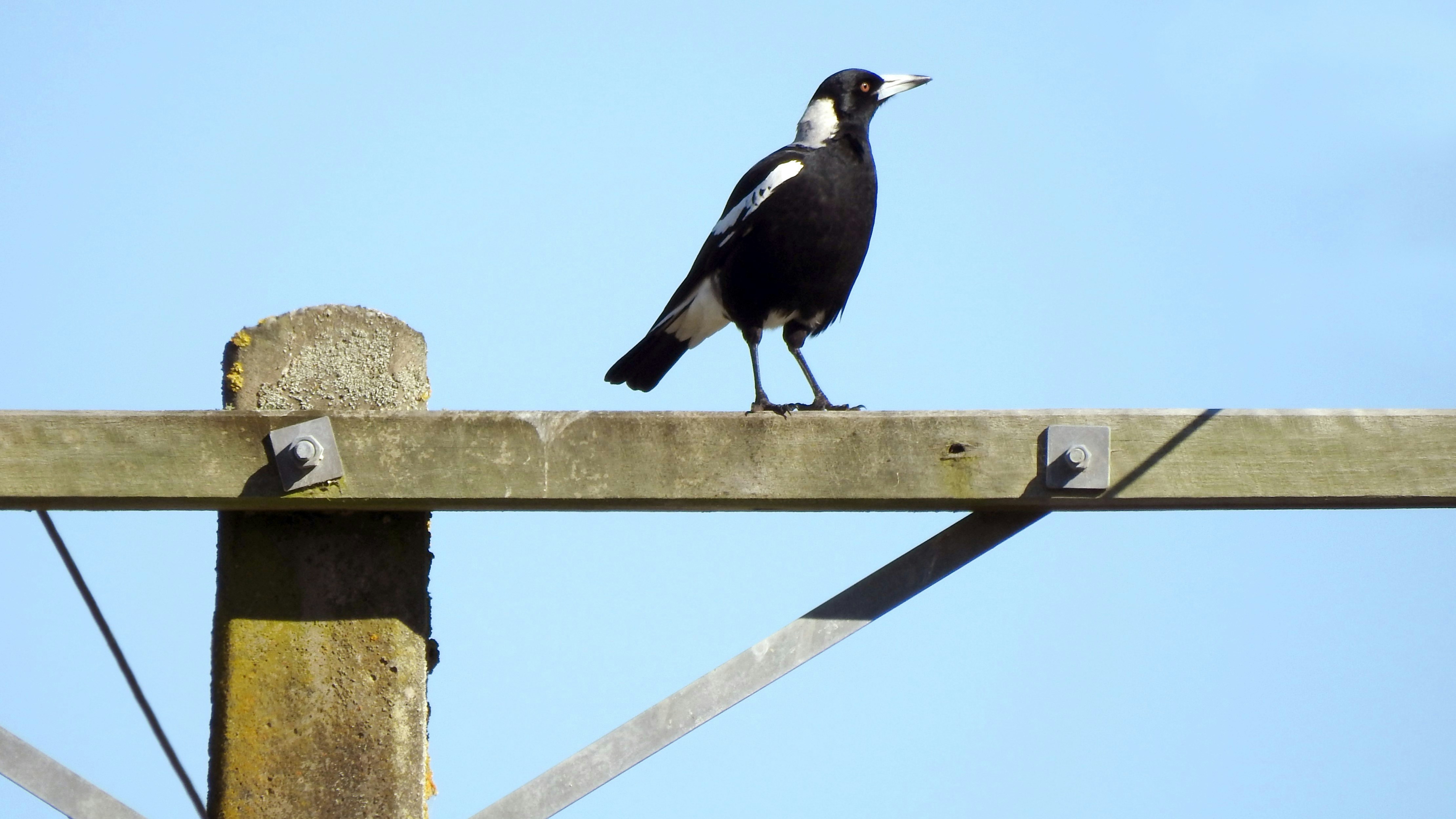 Black-winged Sentinel on a Weathered Beam