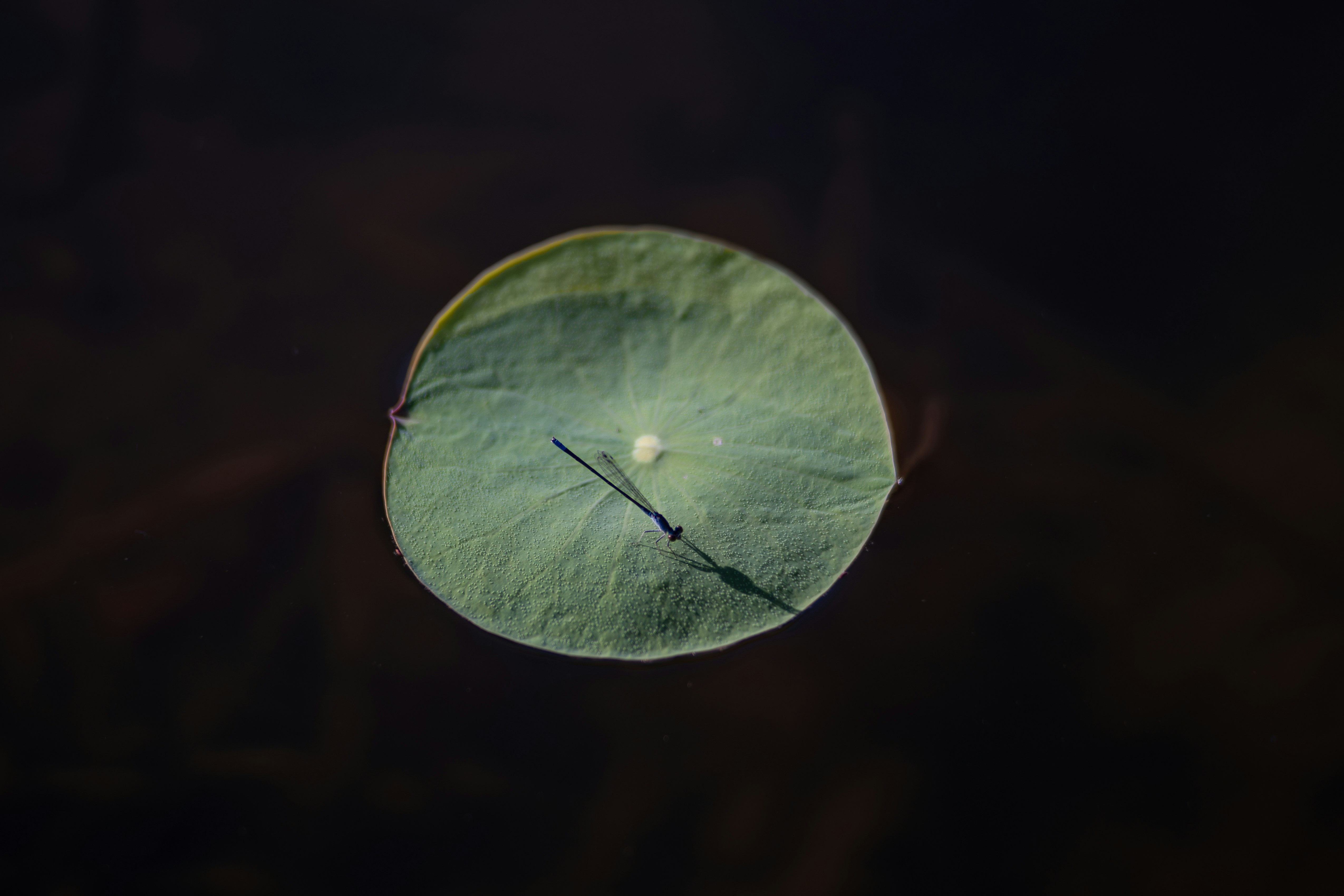 Emerald Circle Adrift: A Minimal Lily Pad in Velvet Darkness