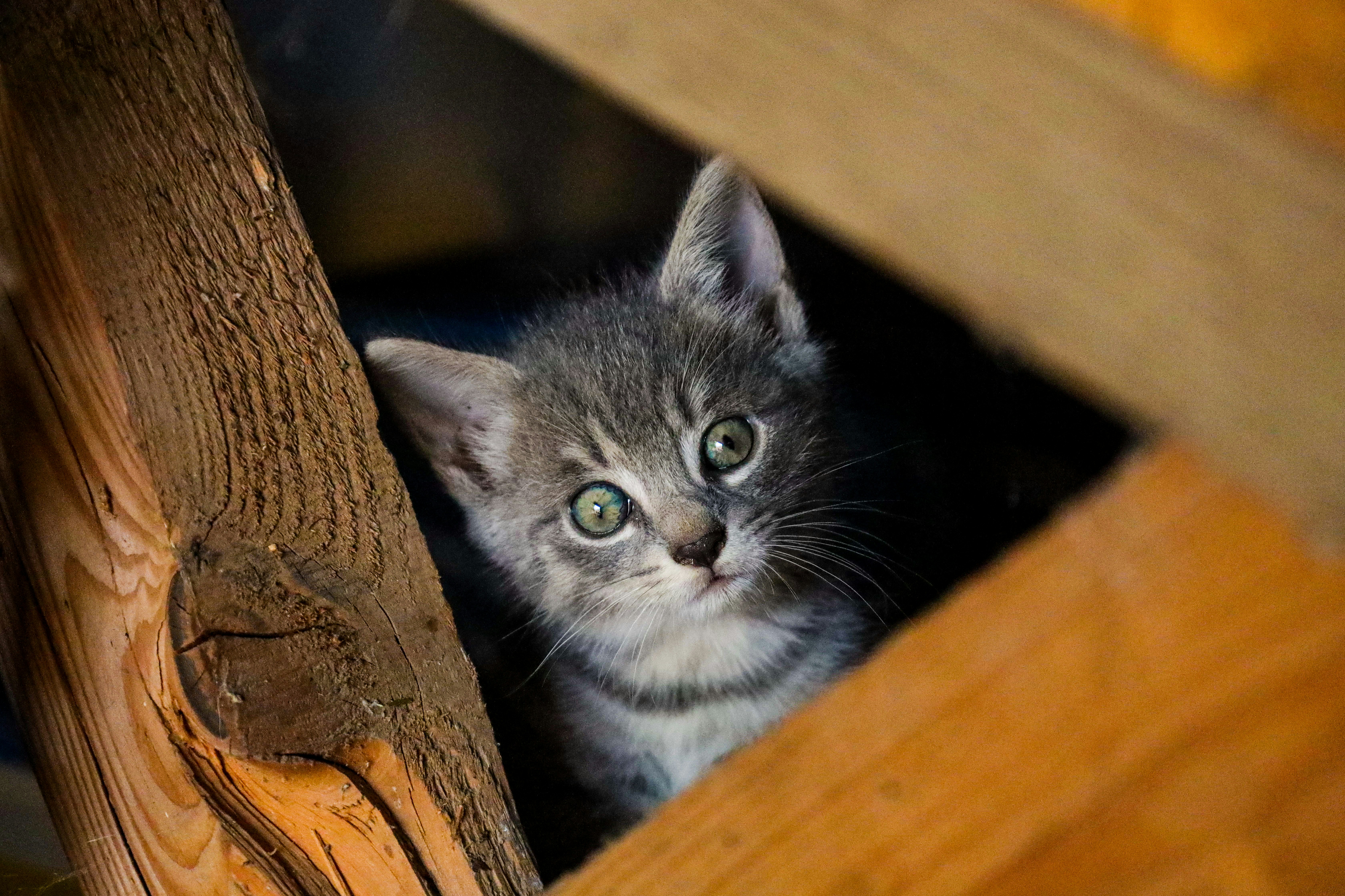 Whiskered Watcher in the Wooden Cradle
