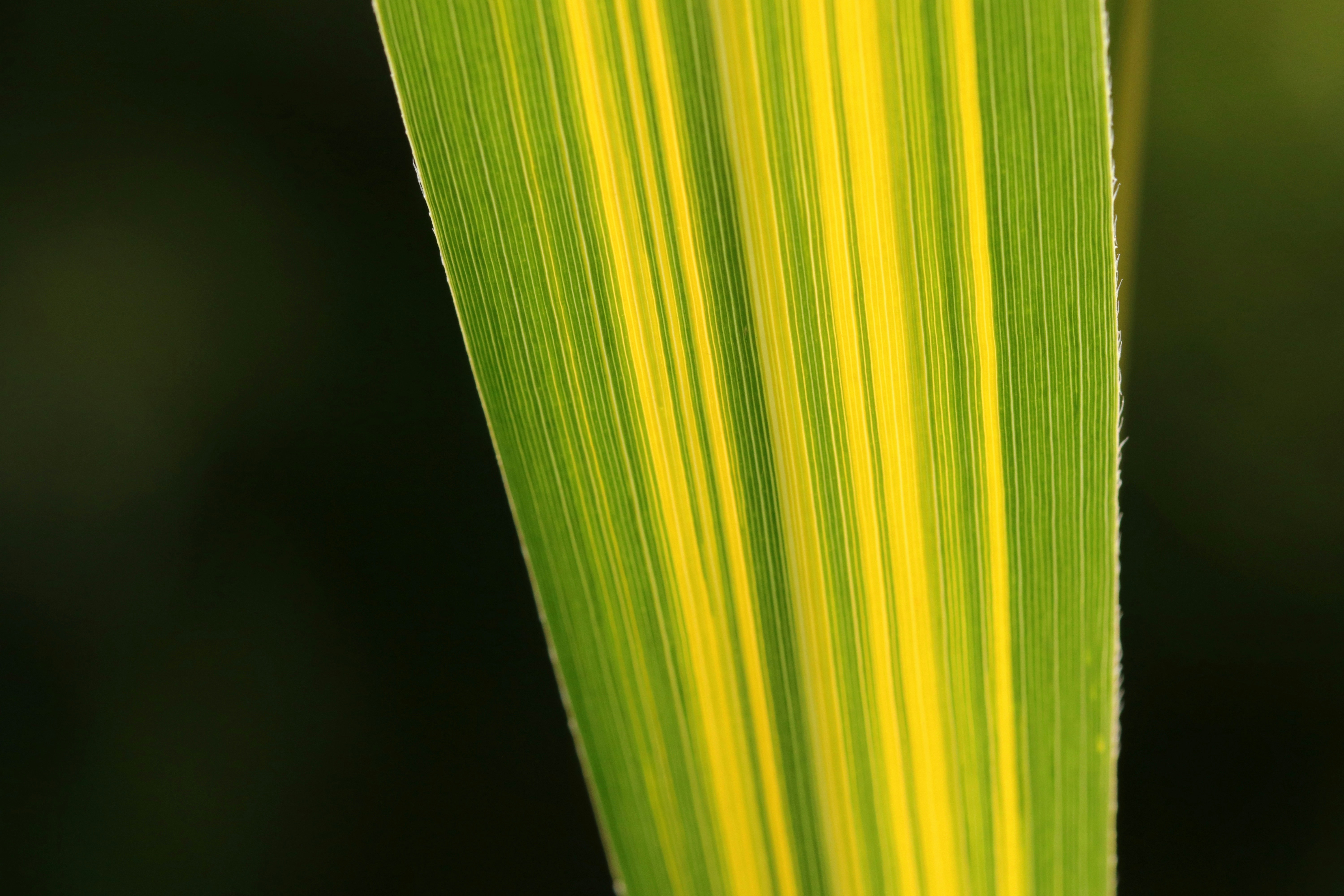A backlit yellow and green leaf on a black background