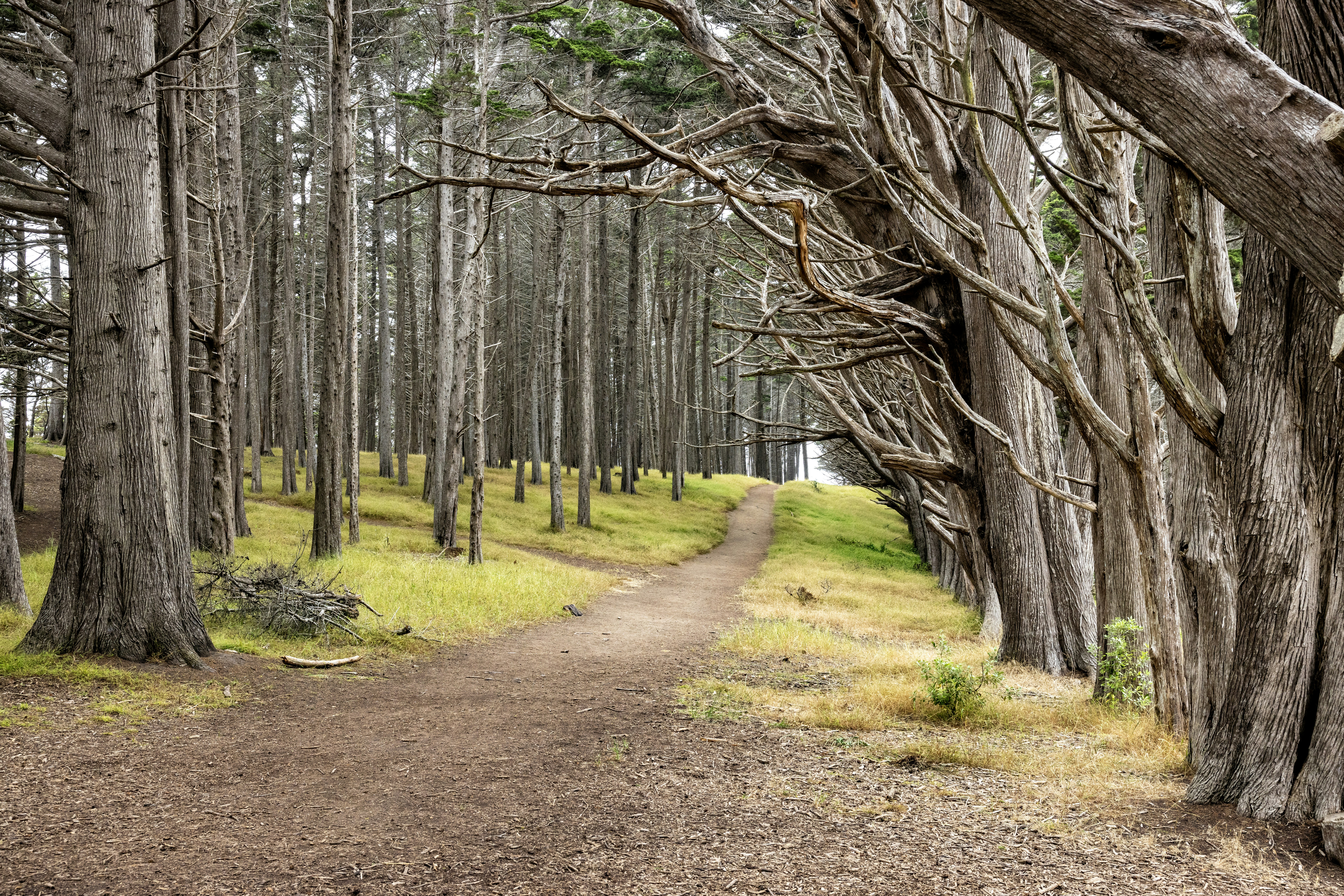 Vanishing Path: A Pine Corridor Leading to Light