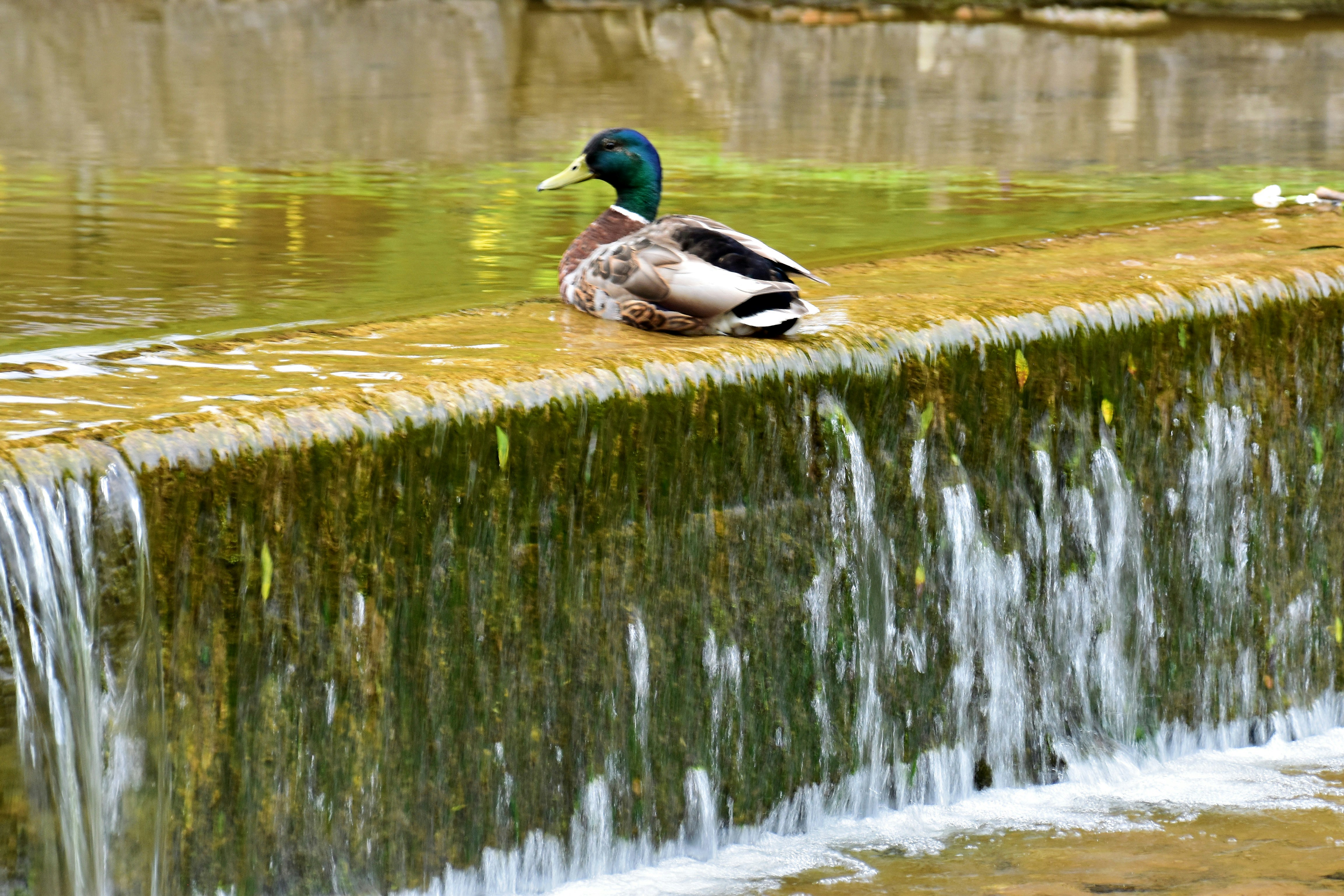 A duck sitting on top of a wall next to a waterfall photo – Free Animal ...
