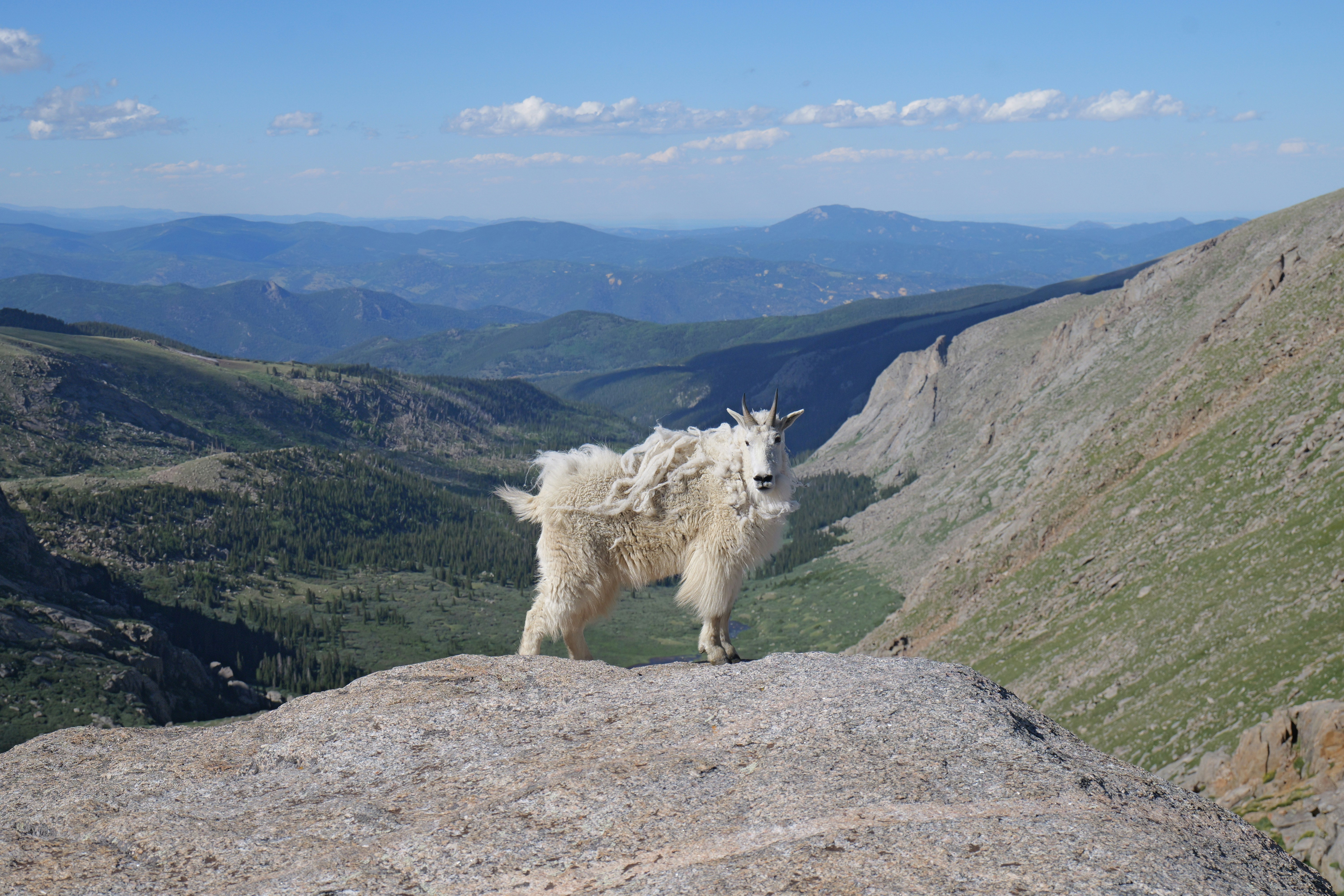 Summit Sentinel: a fluffy white dog on granite overlooking an alpine valley