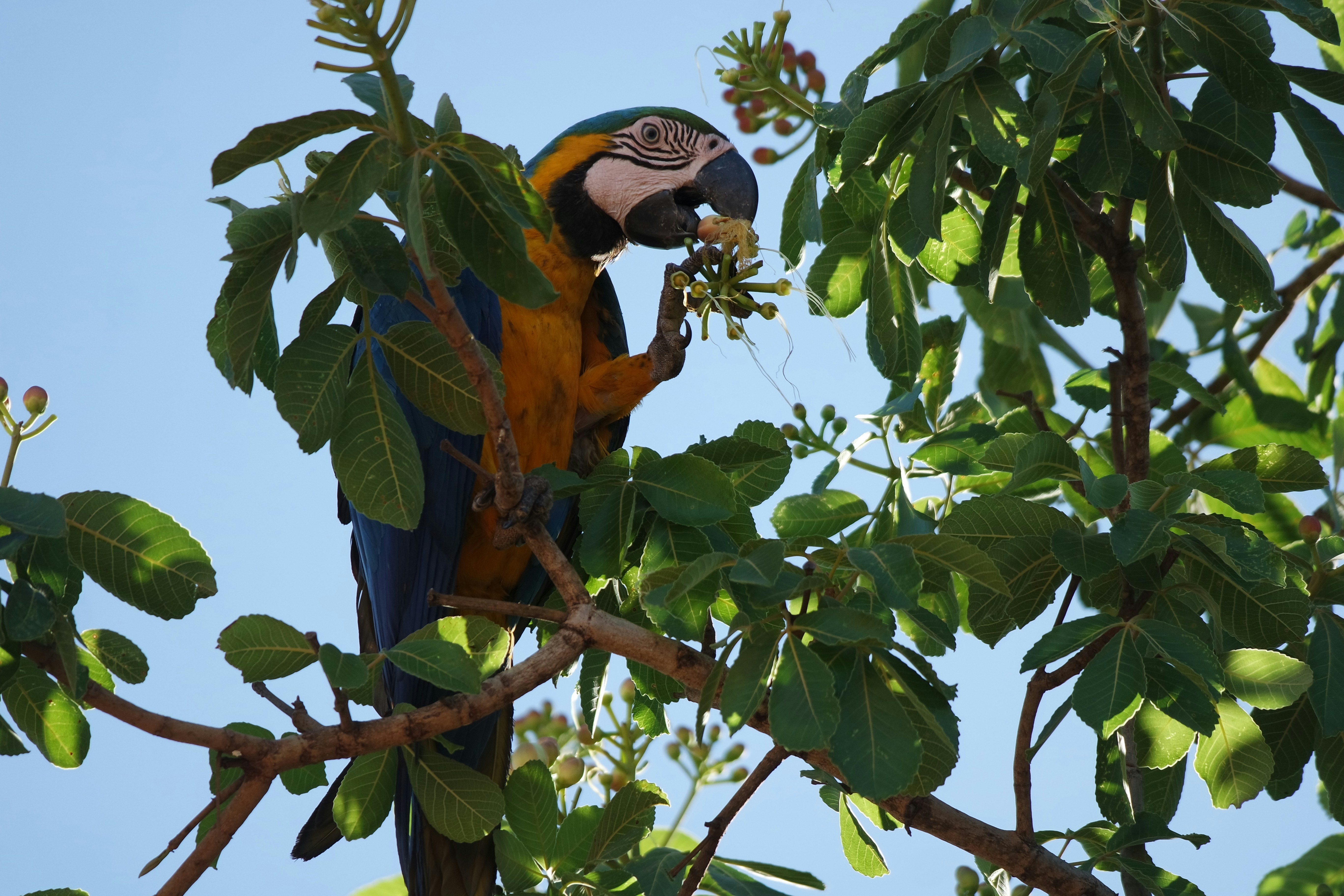 Golden Chest, Azure Wings: A Macaw Amid the Green Canopy