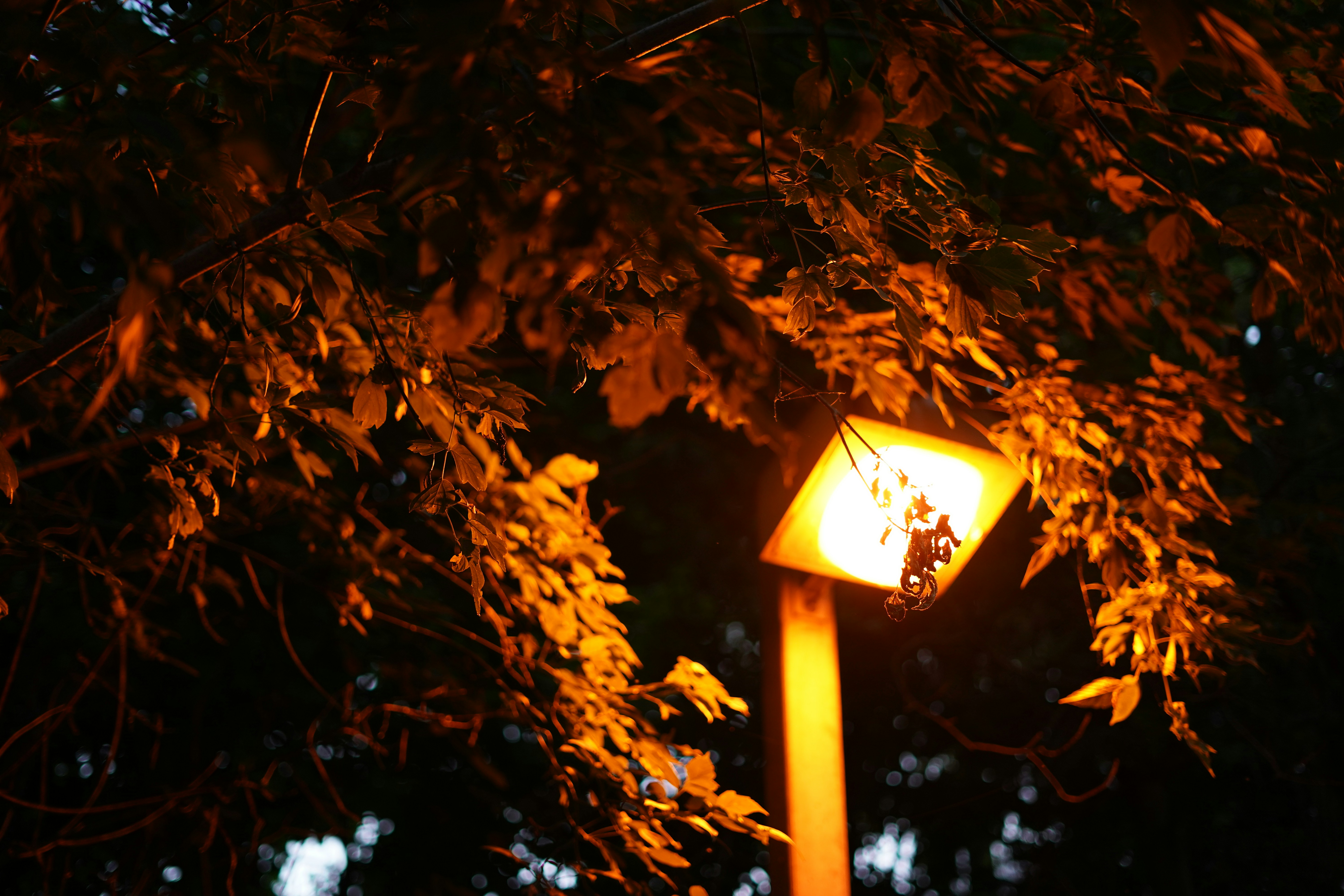 A street lamp behind tree leaves