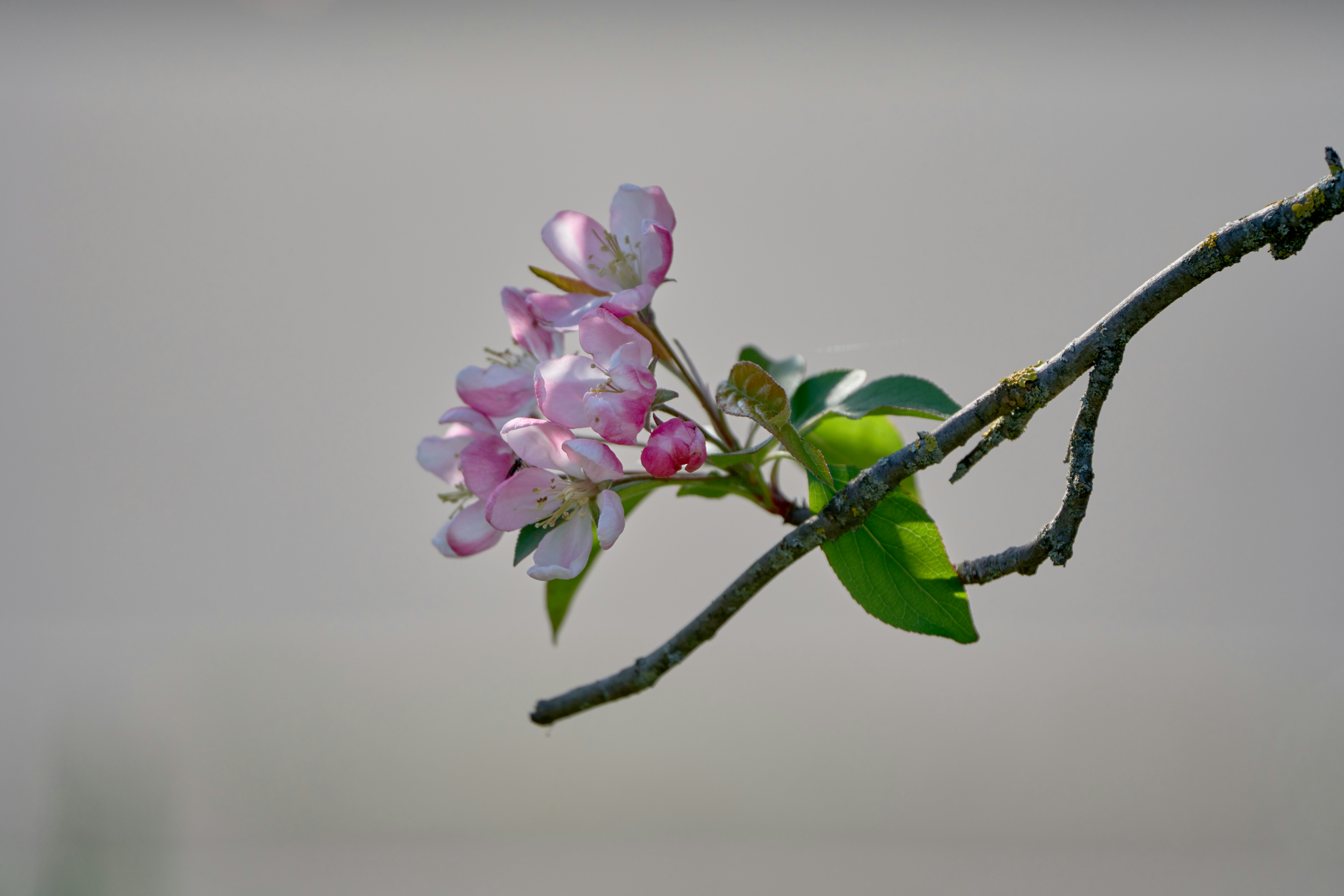 Pink Bloom on a Quiet Branch Against a Velvet-Soft Background