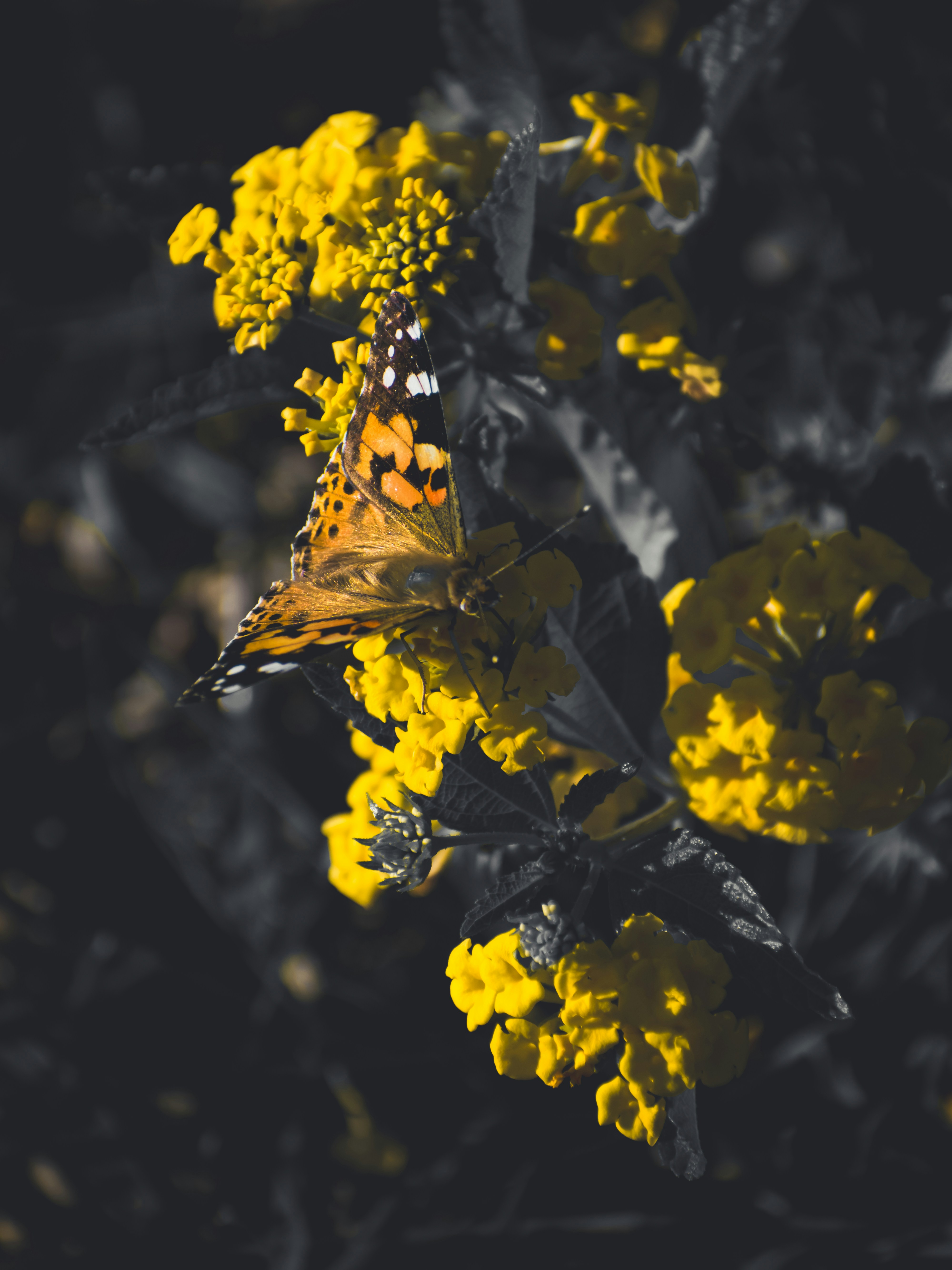 Photo by Antonio Rosati with Nikon D3500