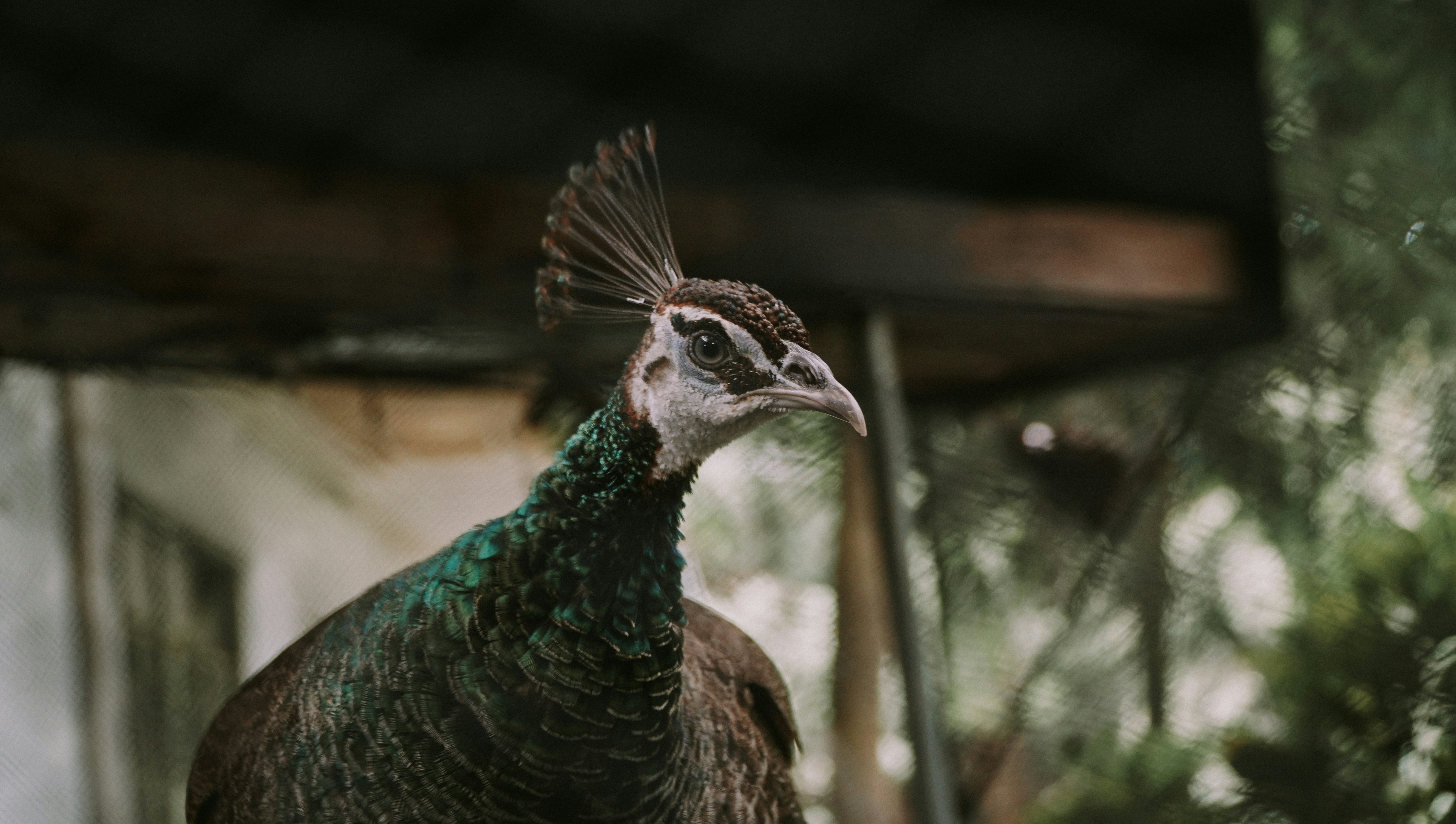 Iridescent Gaze Behind the Shade: A Peacock in Focus