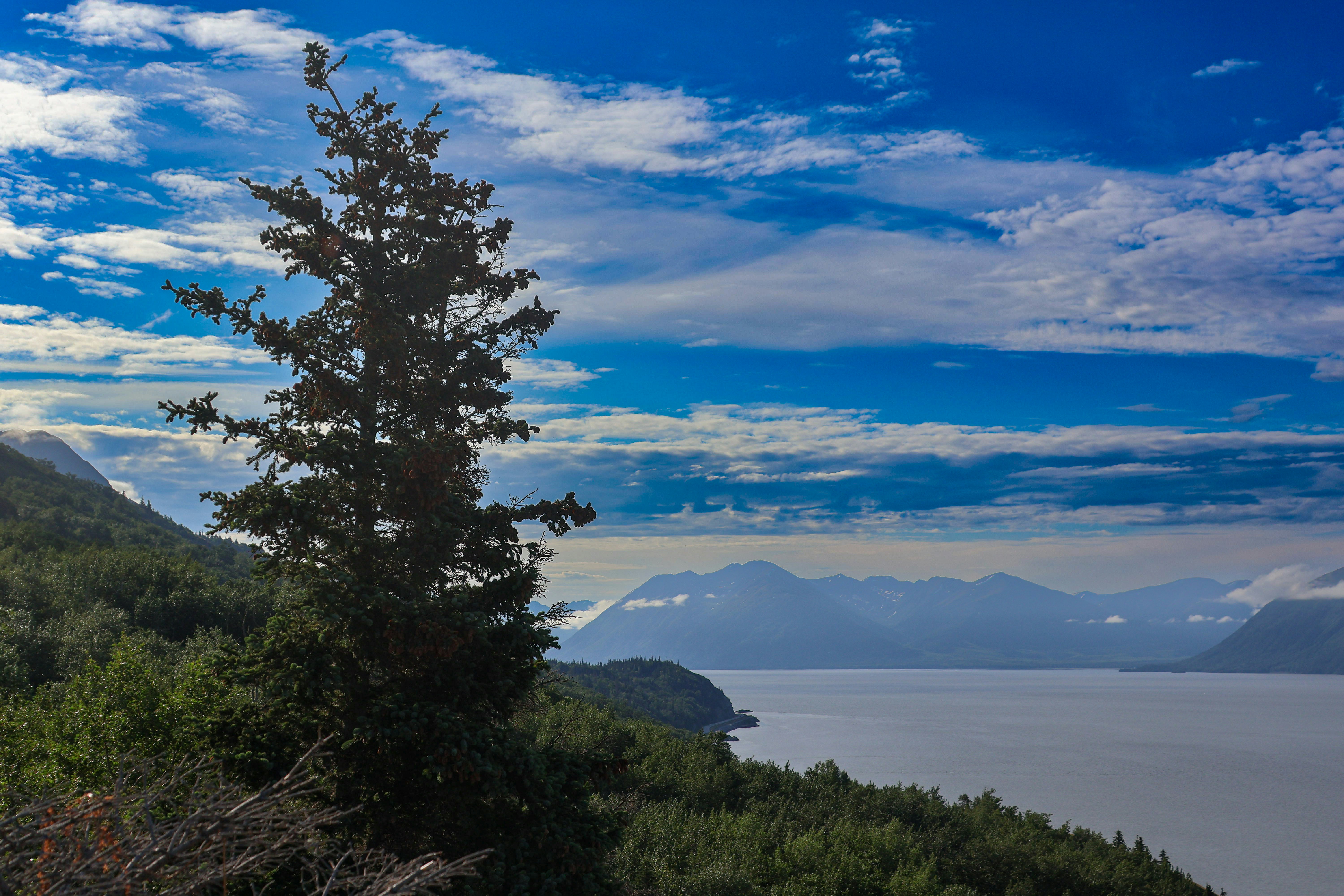 A lone tree on the side of a mountain photo – Free Anchorage Image on ...