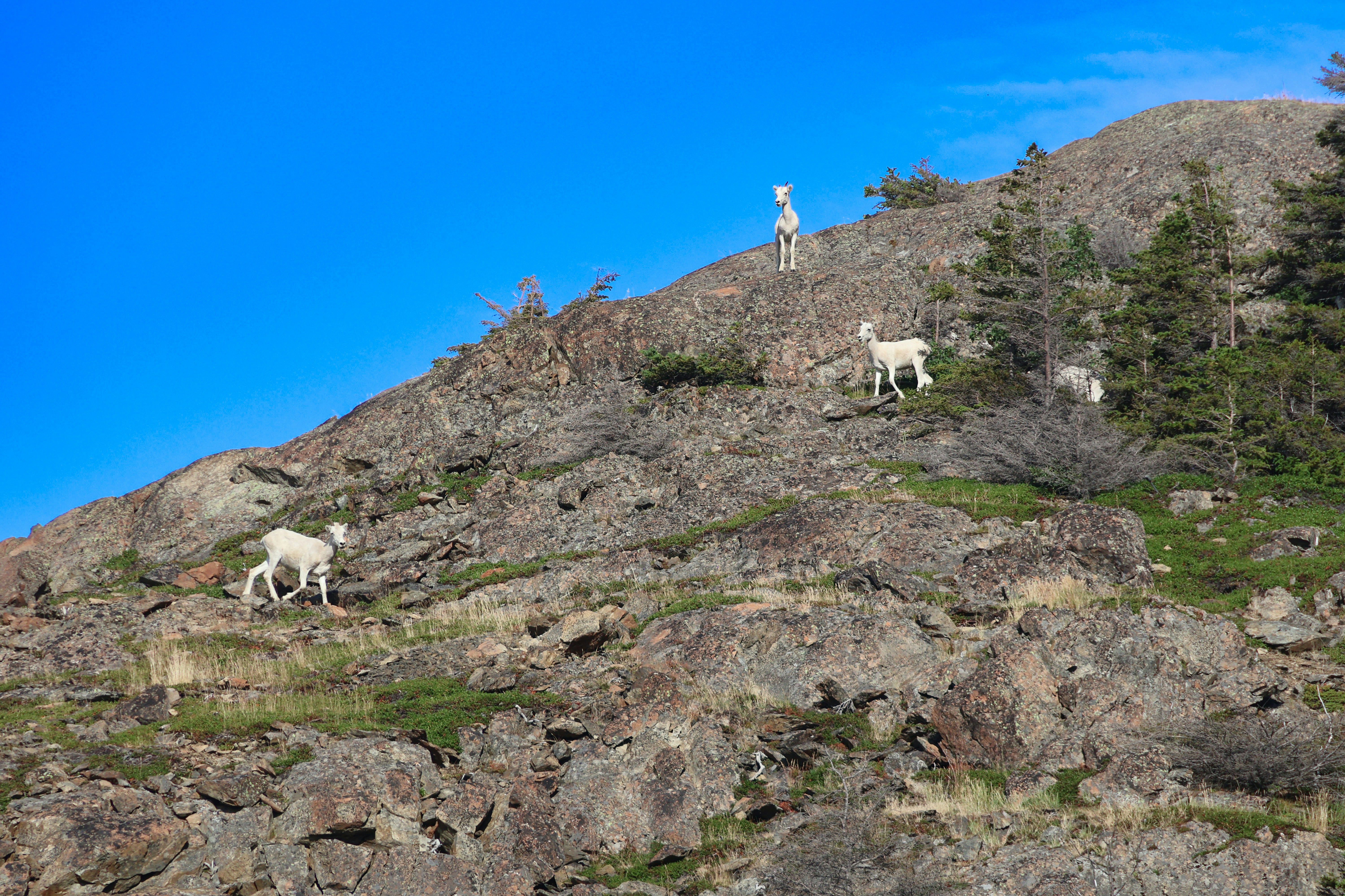 A group of animals standing on top of a rocky hill photo – Free ...