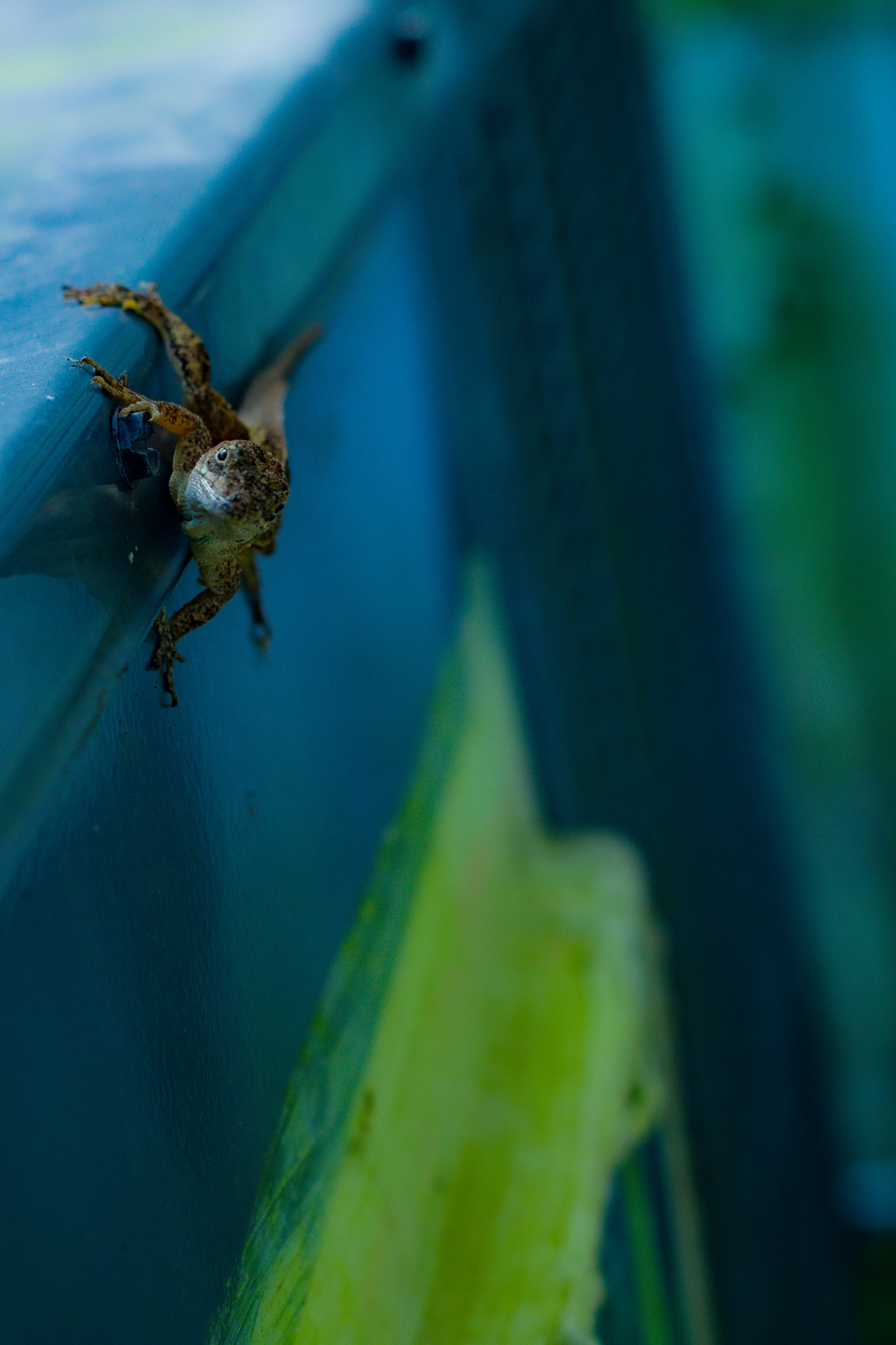 A bug crawling on the side of a blue wall