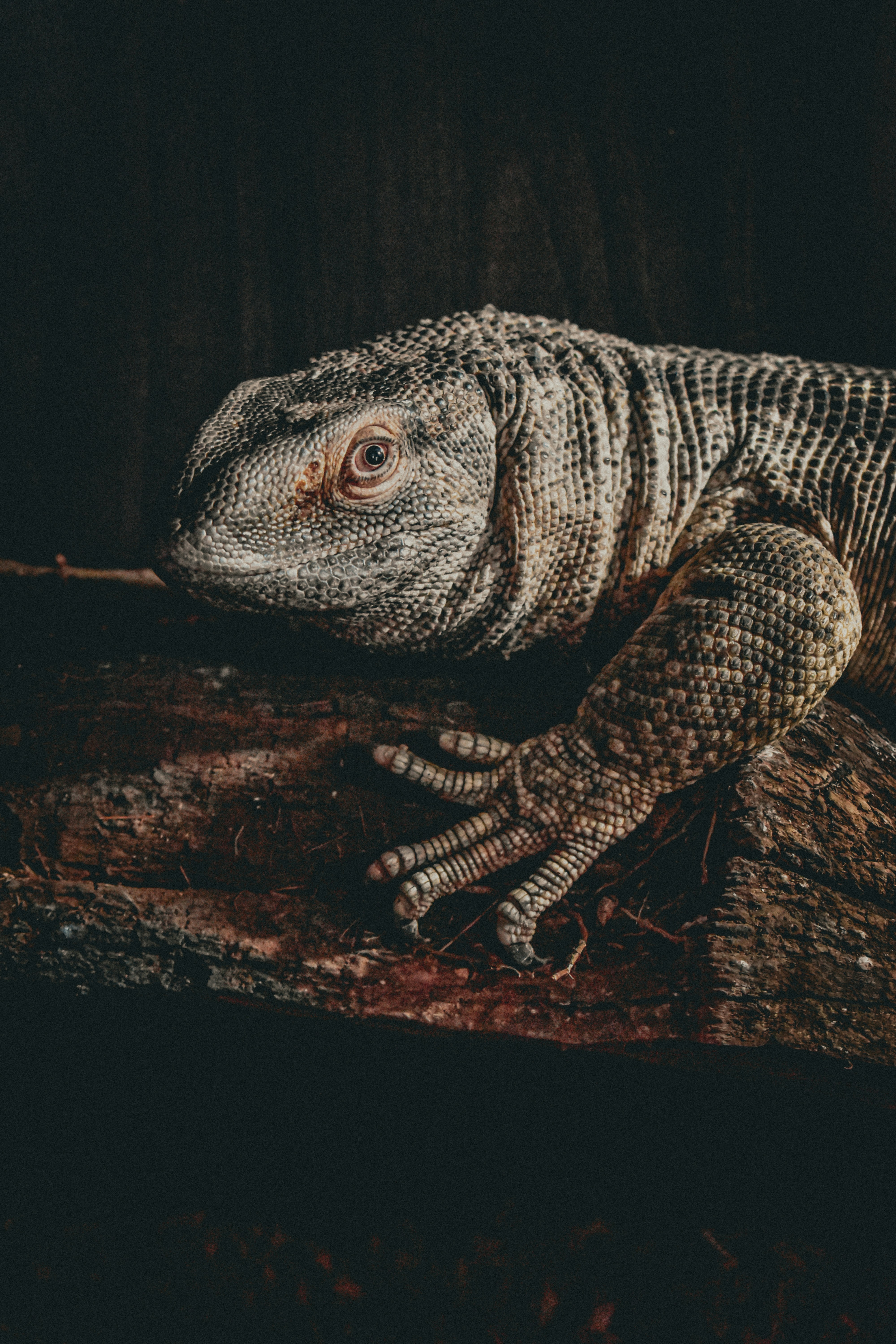 Amber-Eyed Gaze on Weathered Wood: Close-Up of a Monitor Lizard