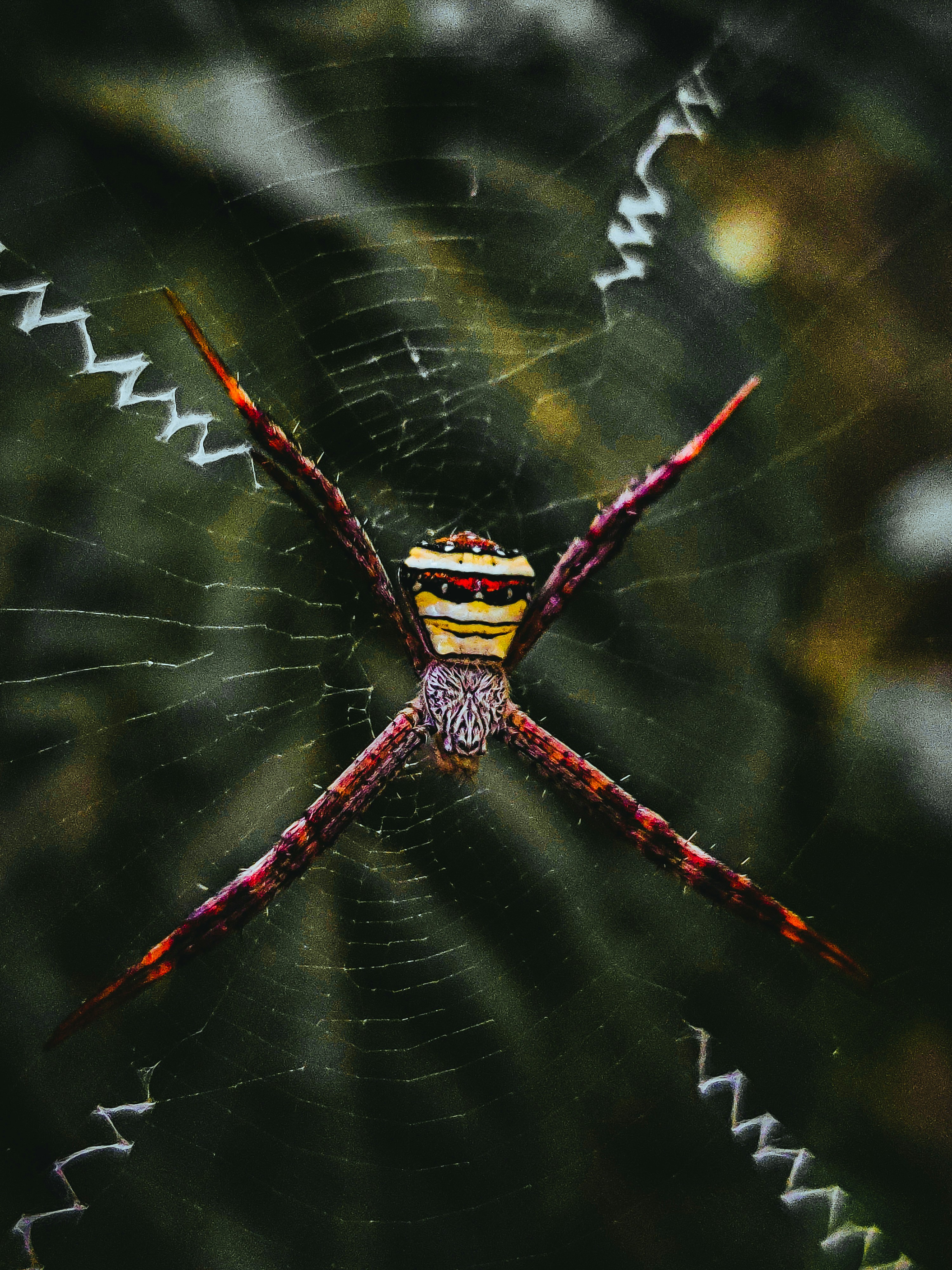 A vividly colored spider with a striped abdomen sits at the center of a wide, geometric web, its long legs forming an X across the frame.