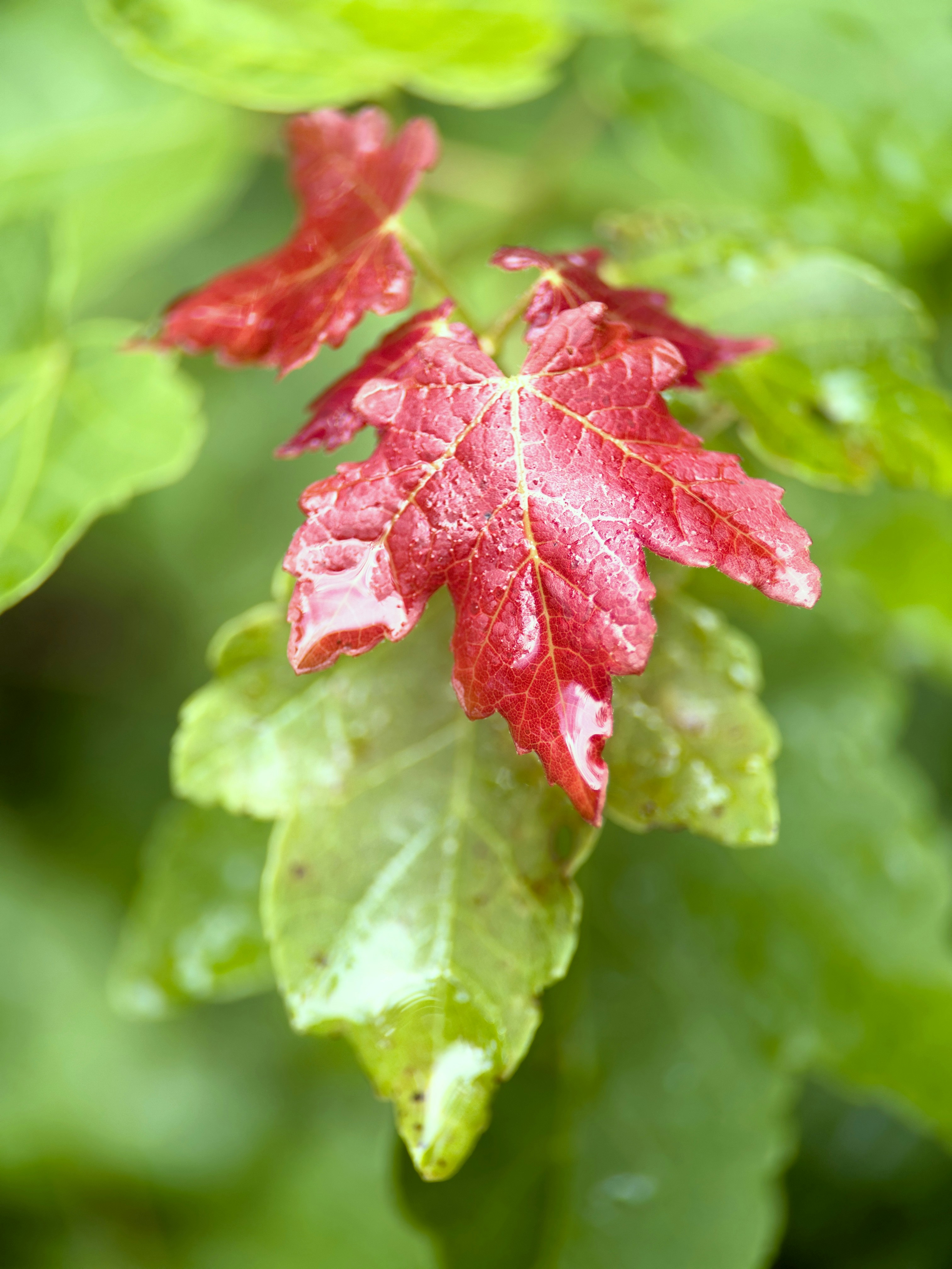 A close up of a red and green leaf photo – Free Maple leaf Image on ...