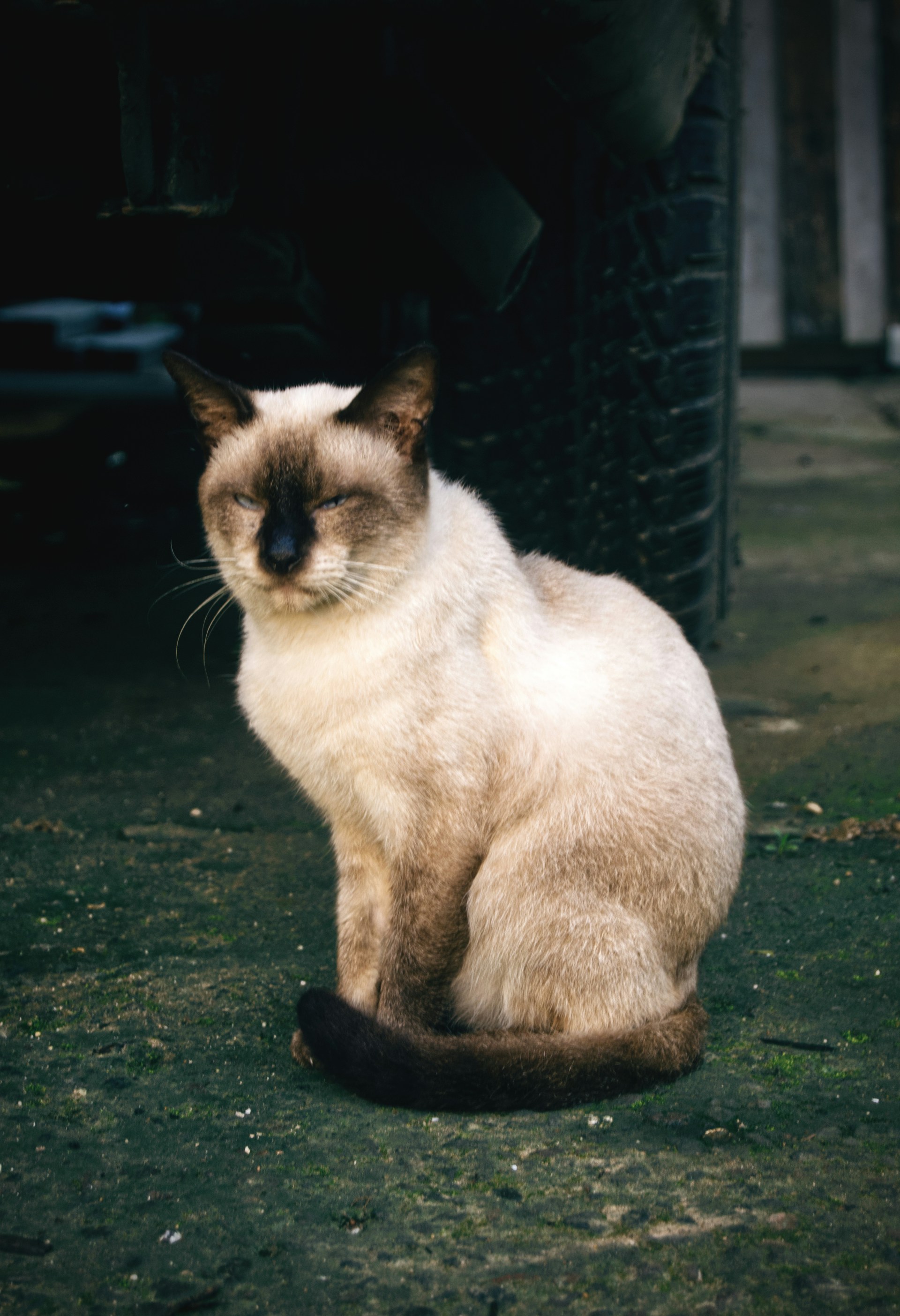 A siamese cat sitting on the ground in front of a building photo – Free ...