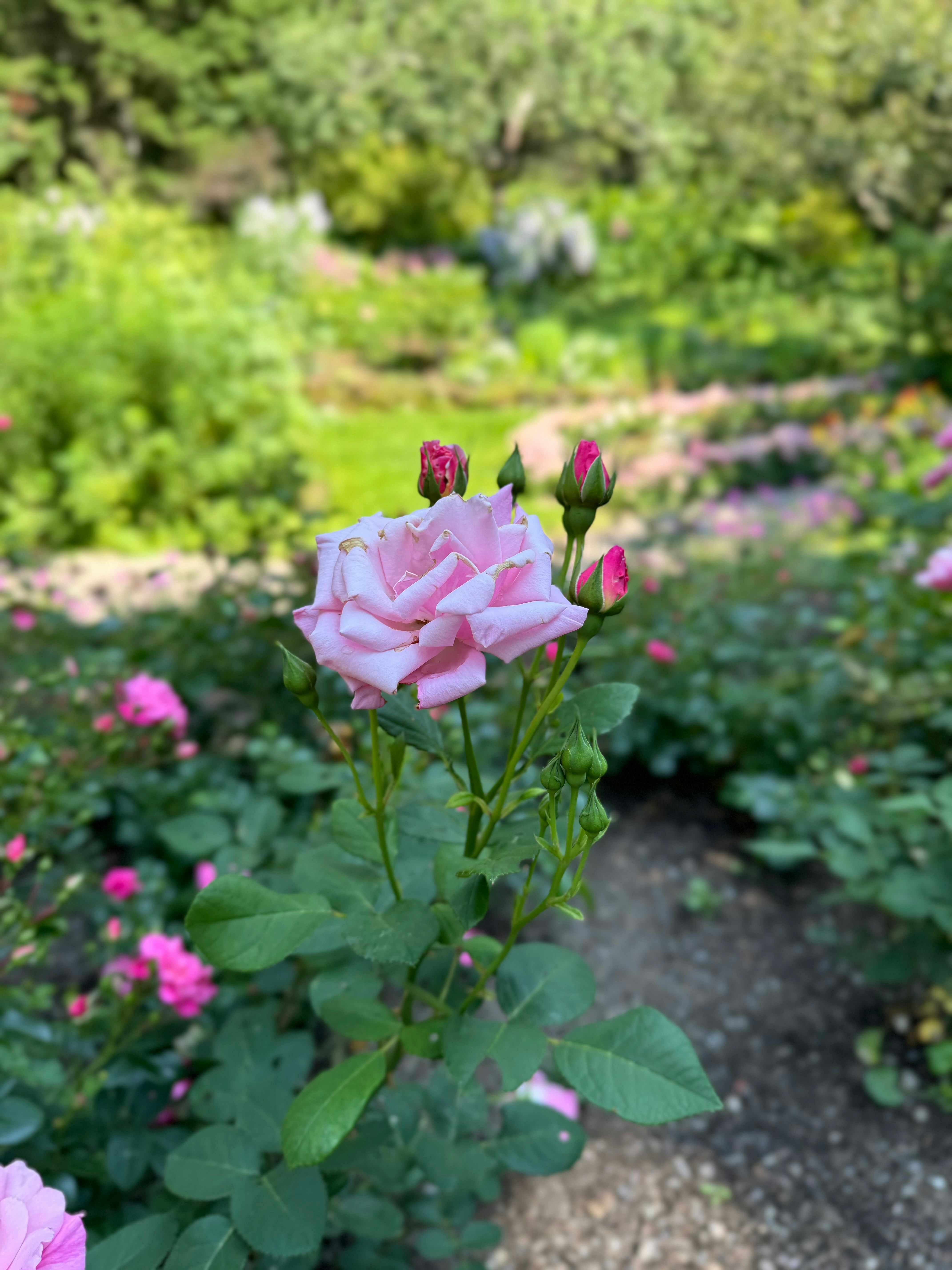 Petal in Focus: a pink rose anchored in a sunlit garden bed