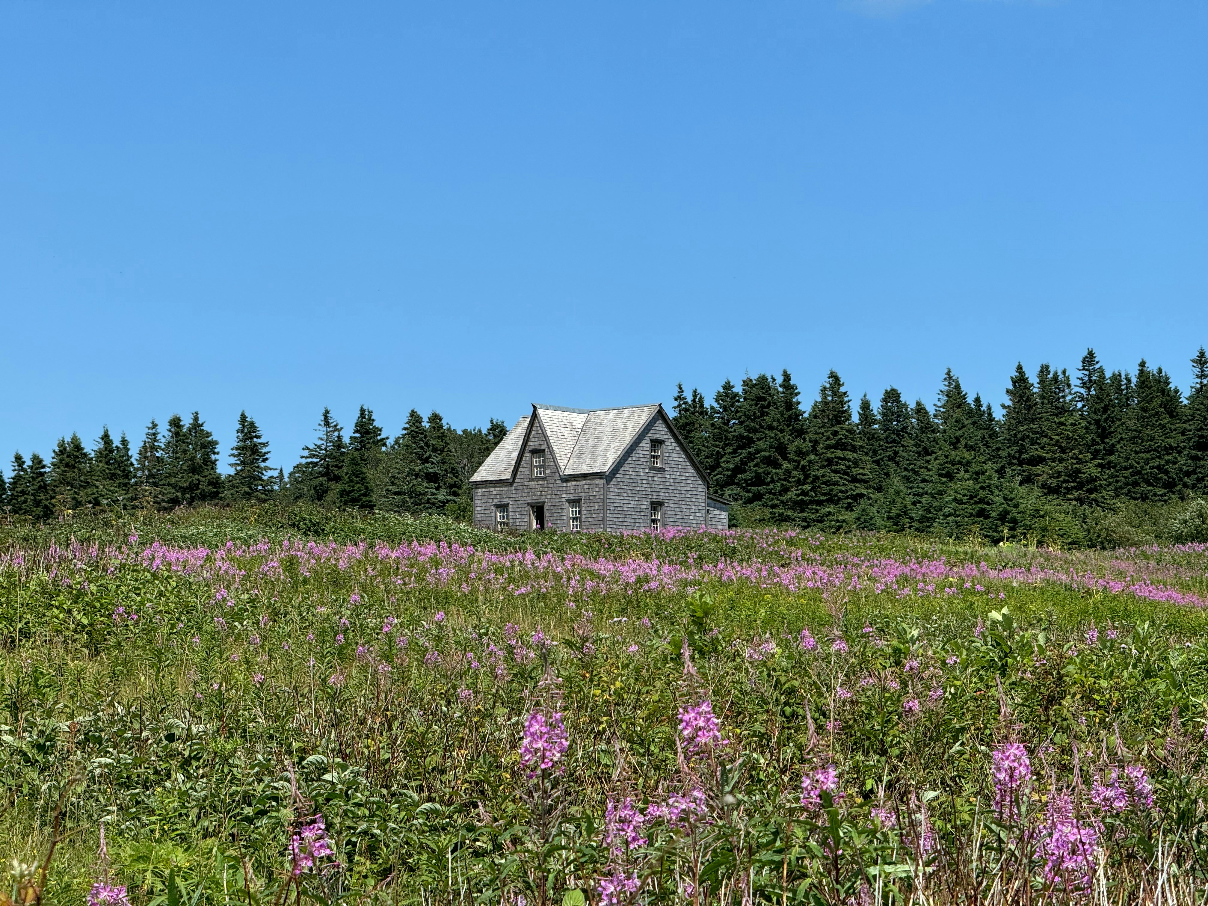 Stone Cottage Amid a Violet Meadow Under a Brisk Blue Sky