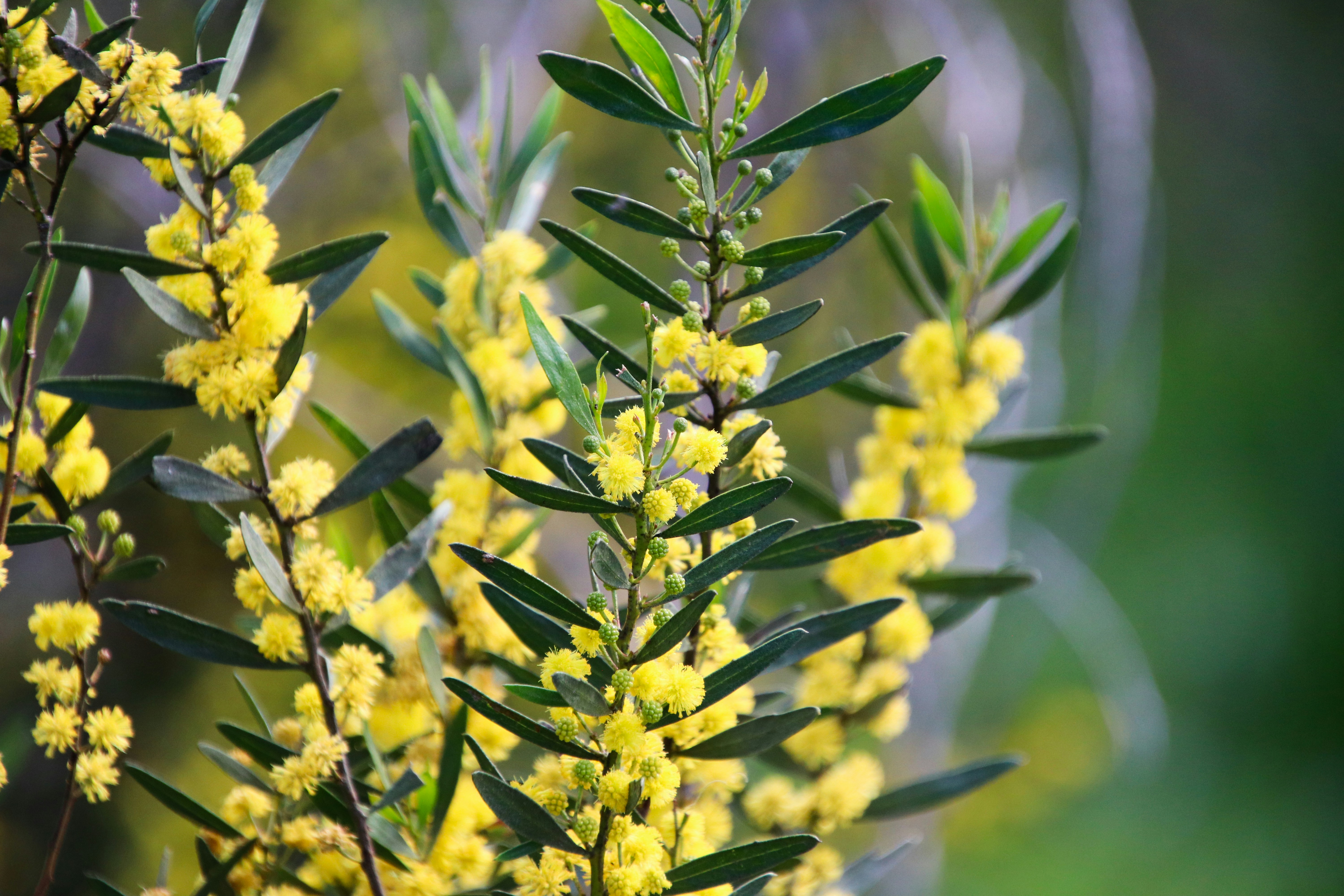 Golden Catkins in Focus: A Quiet Burst of Spring