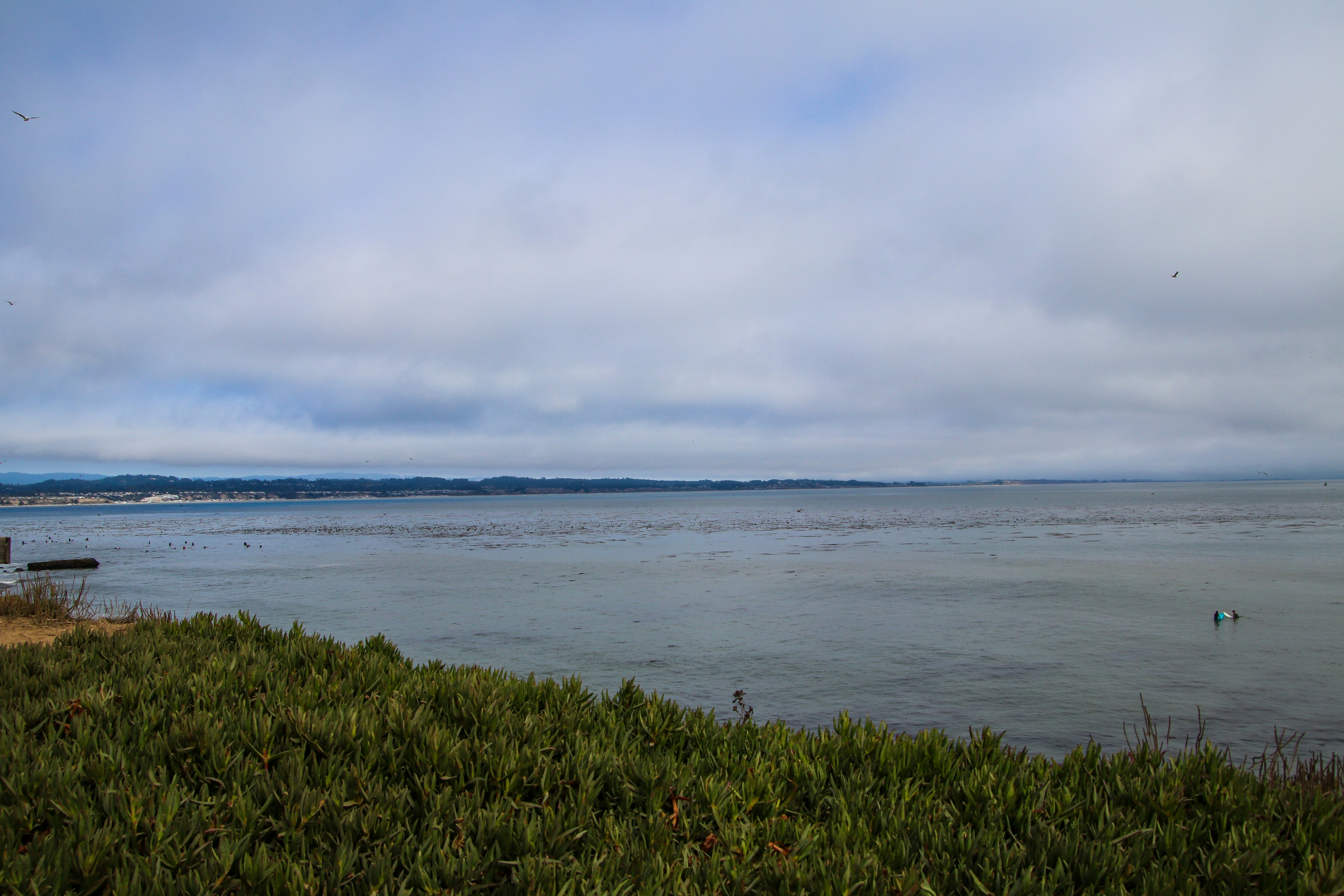 Horizon Bound: Coastal Scrub Framing a Cloudy Sea
