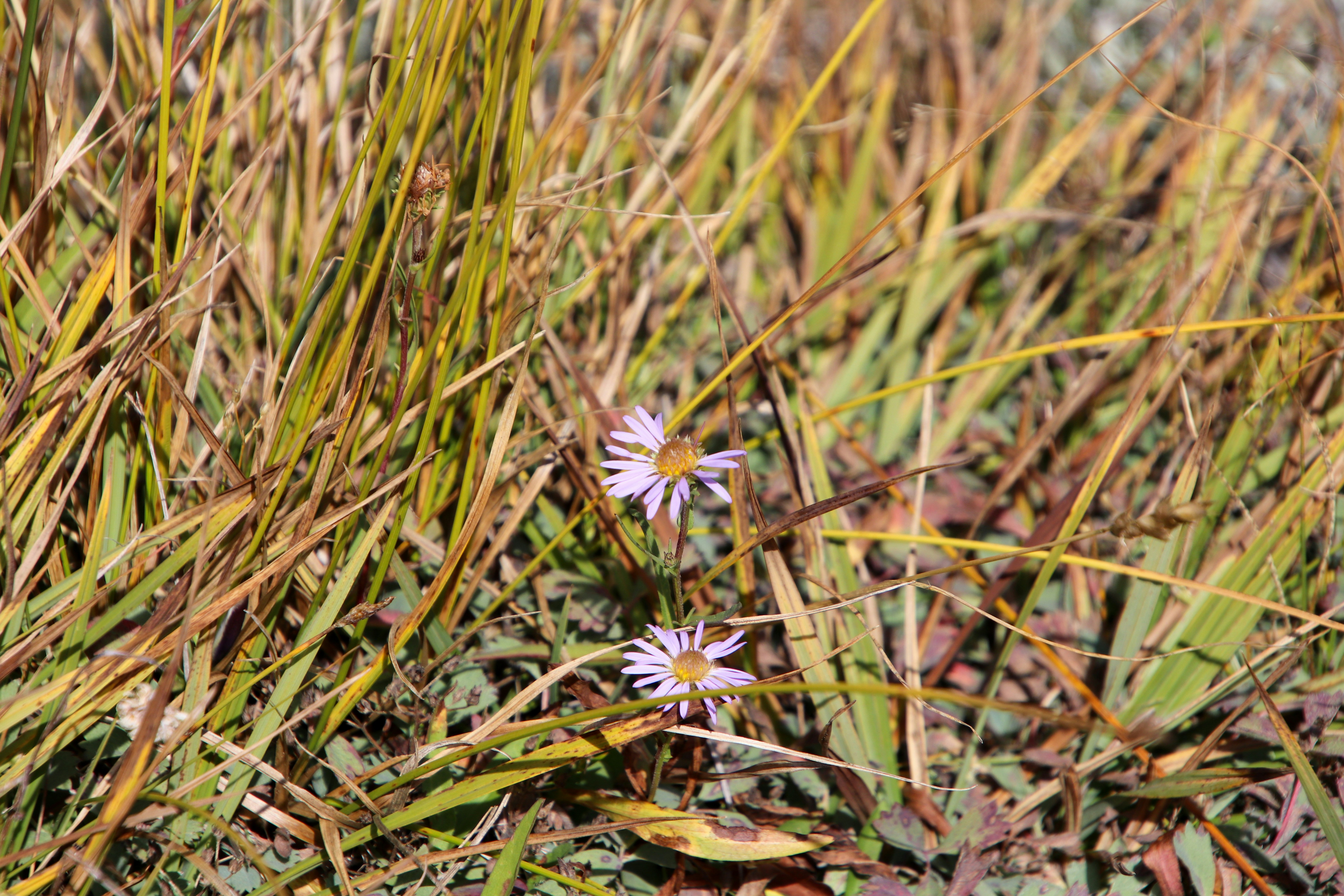Purple Daisies Break Through Sunlit Grass in a Quiet Meadow