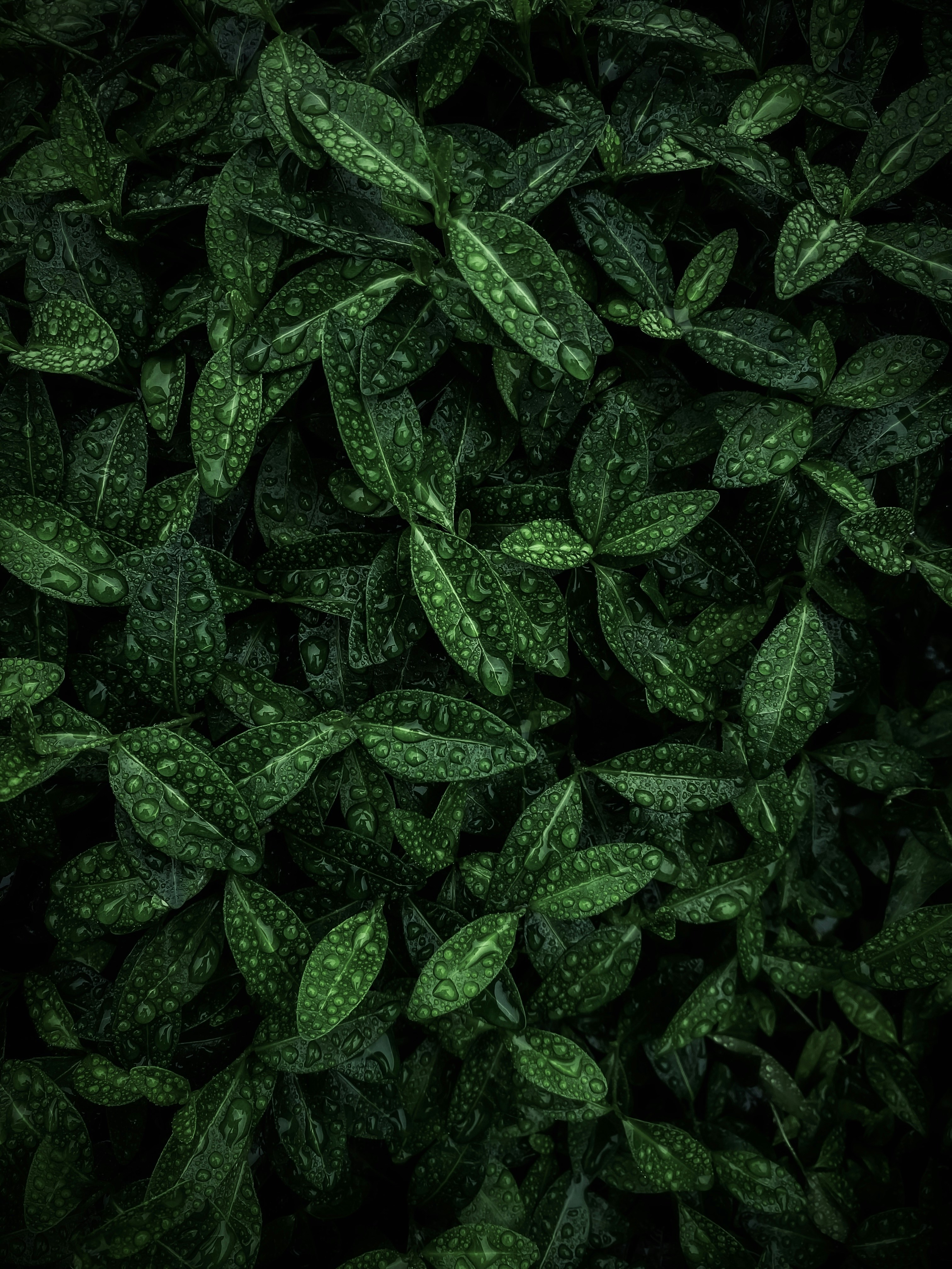A bunch of green leaves that are in the dark