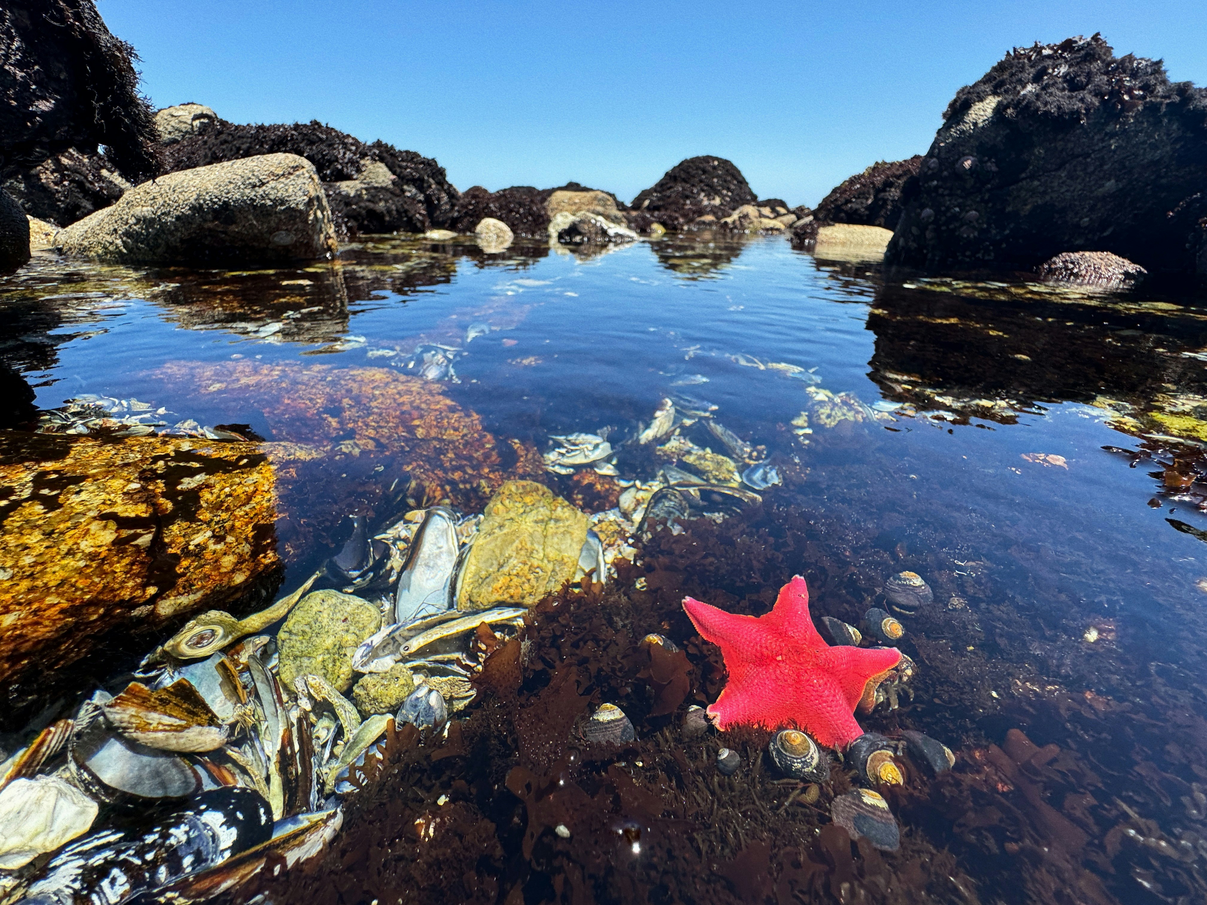 A red starfish floating on top of a body of water photo – Free Monterey ...