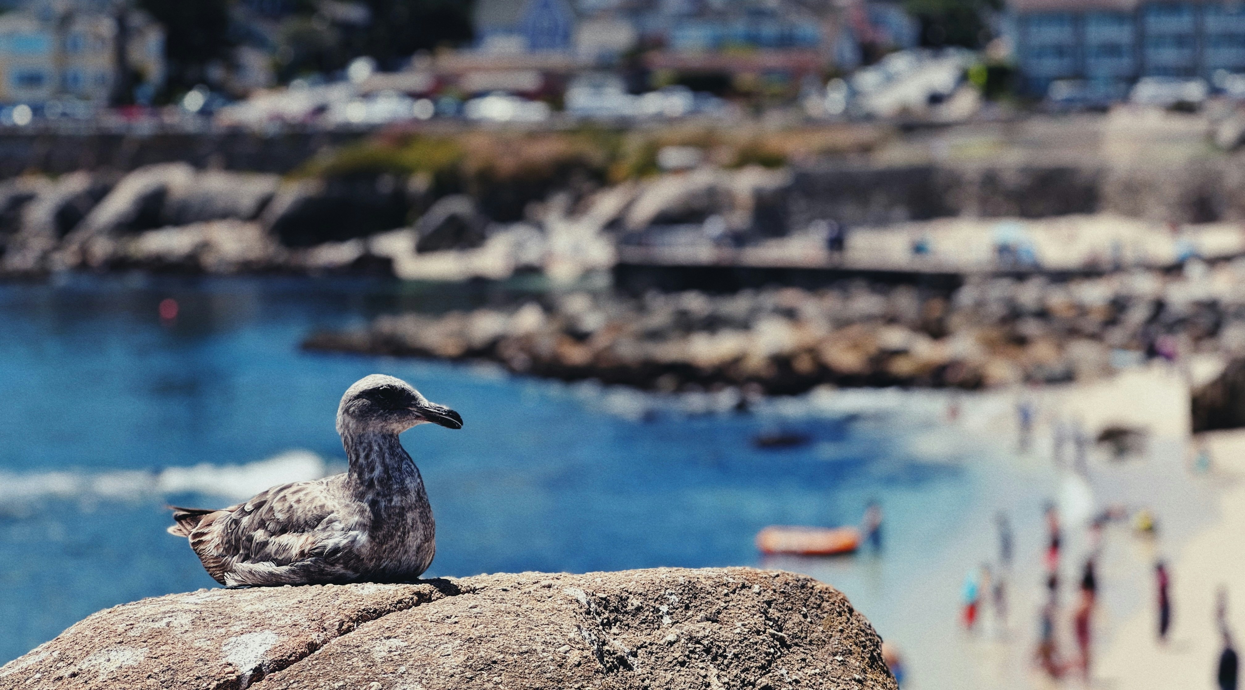 Lone Seagull on a Weathered Rock Overlooking a Sunlit Harbor