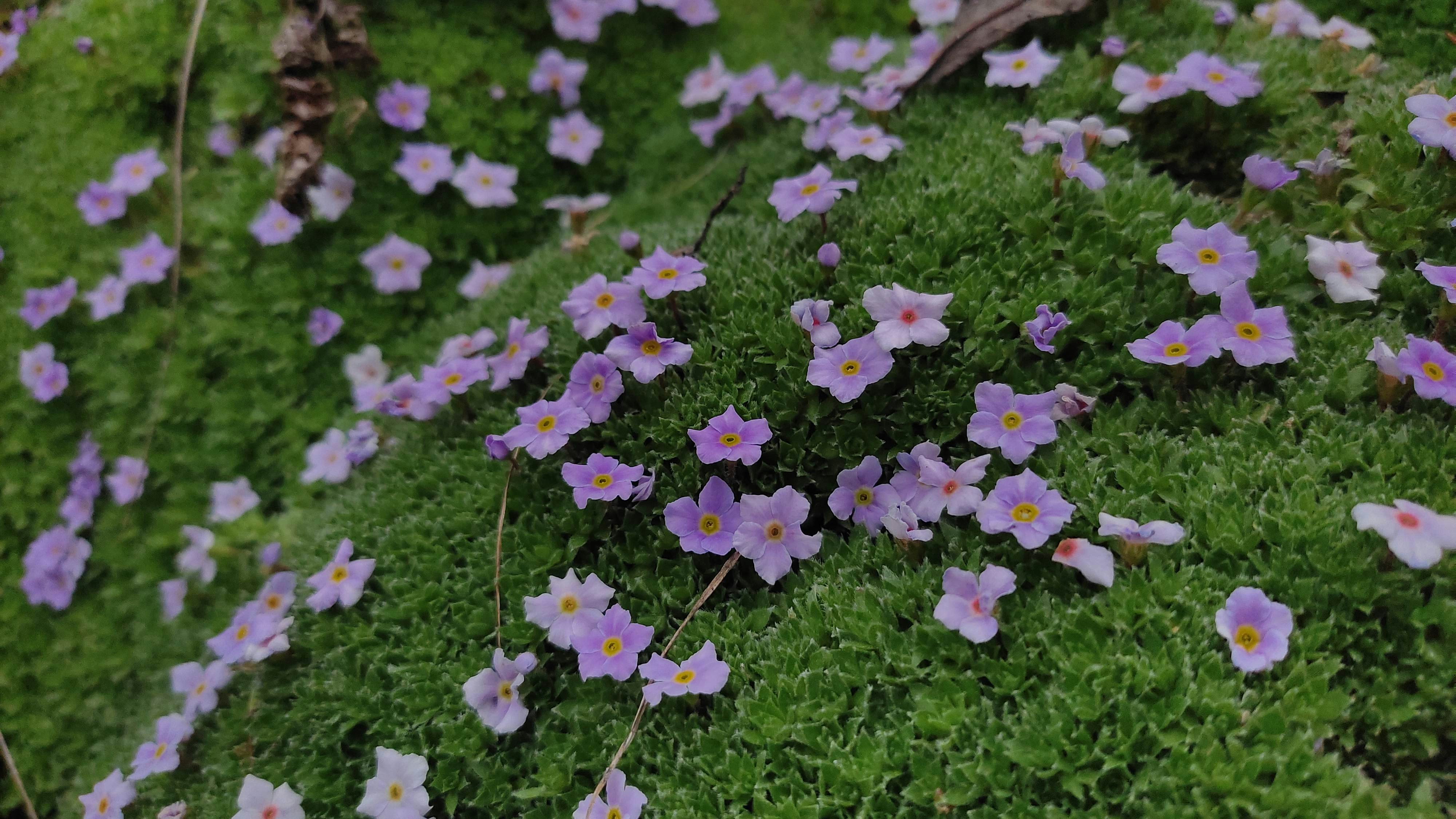 Close-up photograph of tiny purple flowers scattered over a lush green mossy ground.