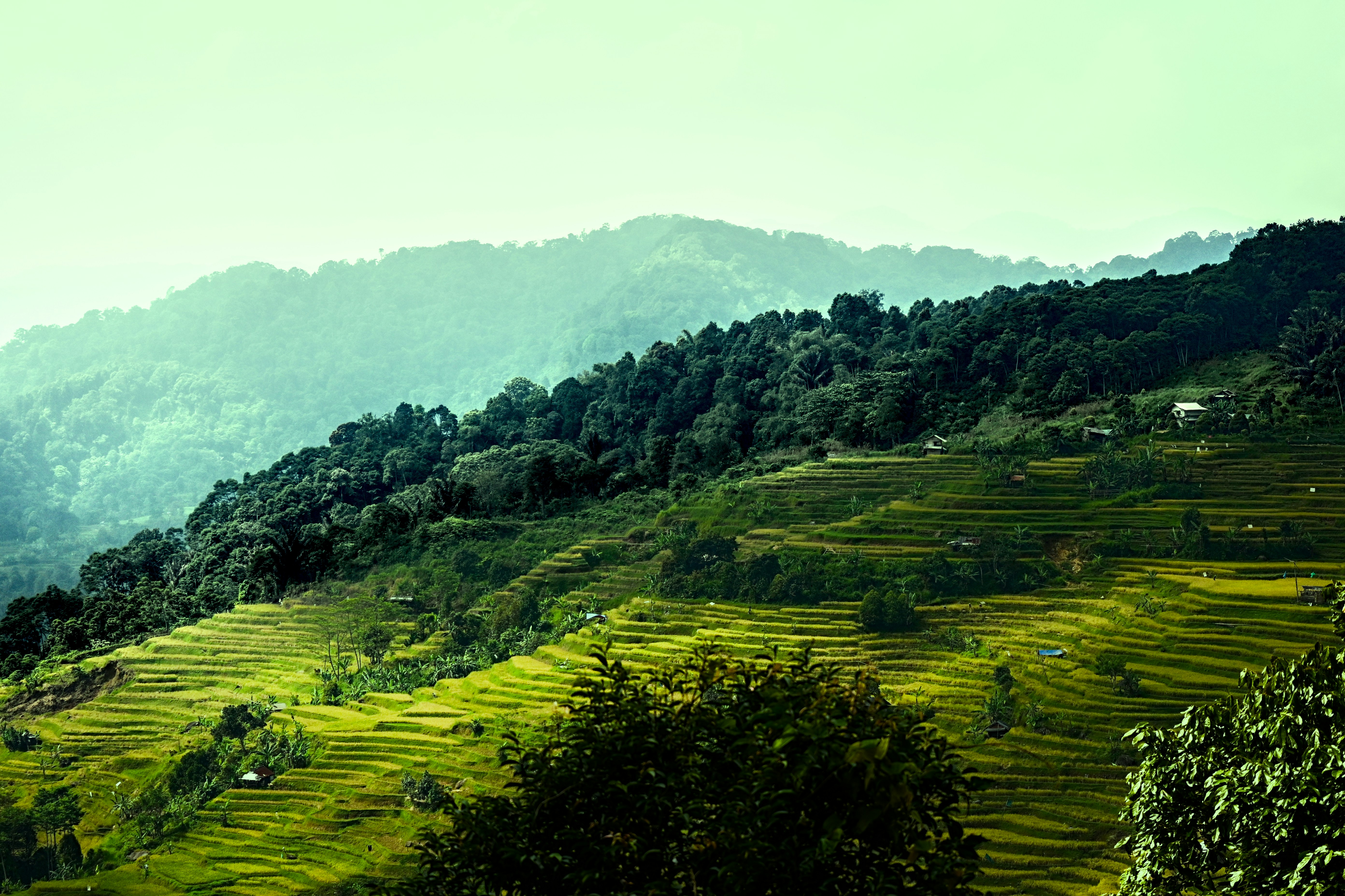 Verdant Terraces Under Misty Peaks