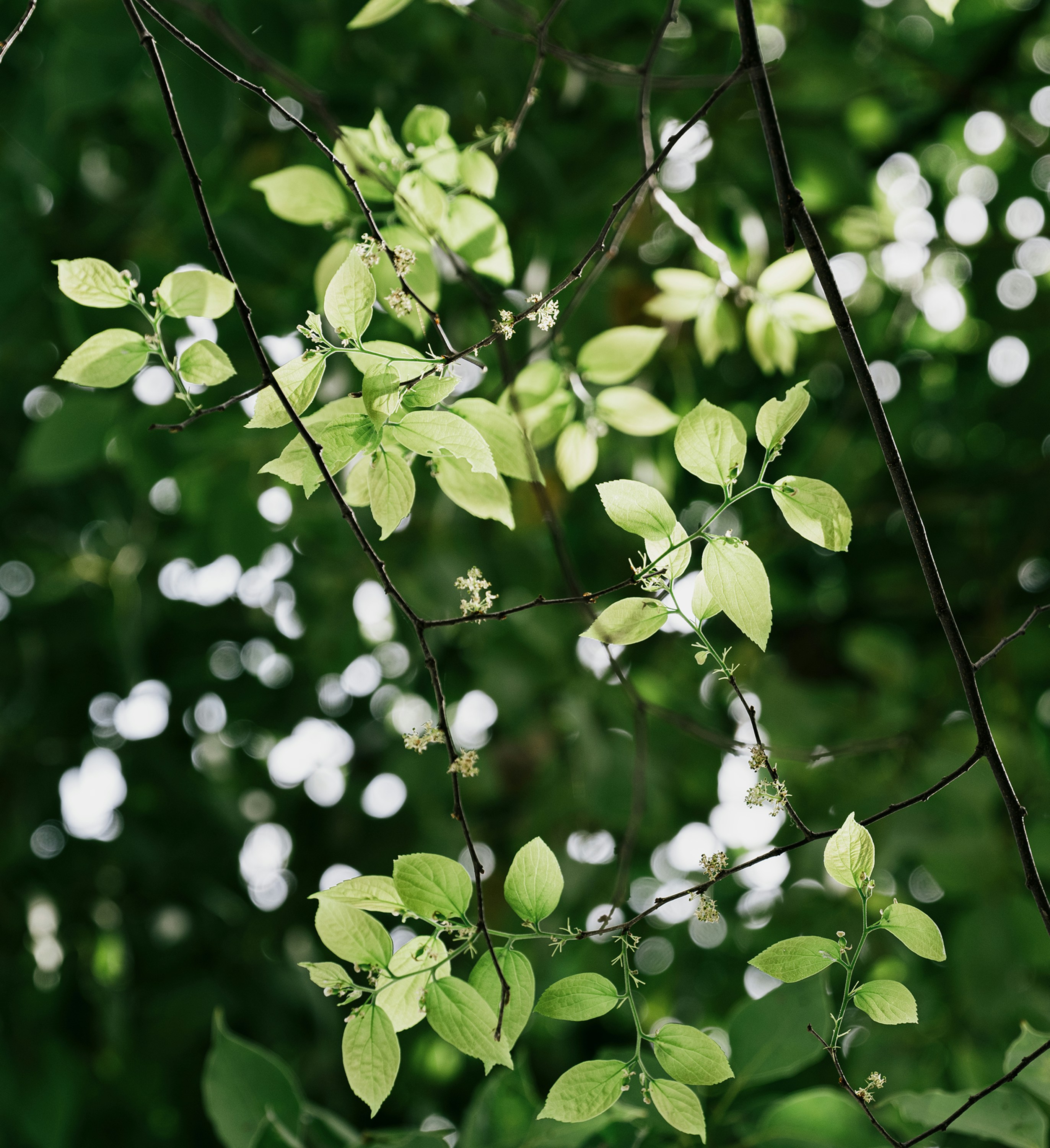 leafs