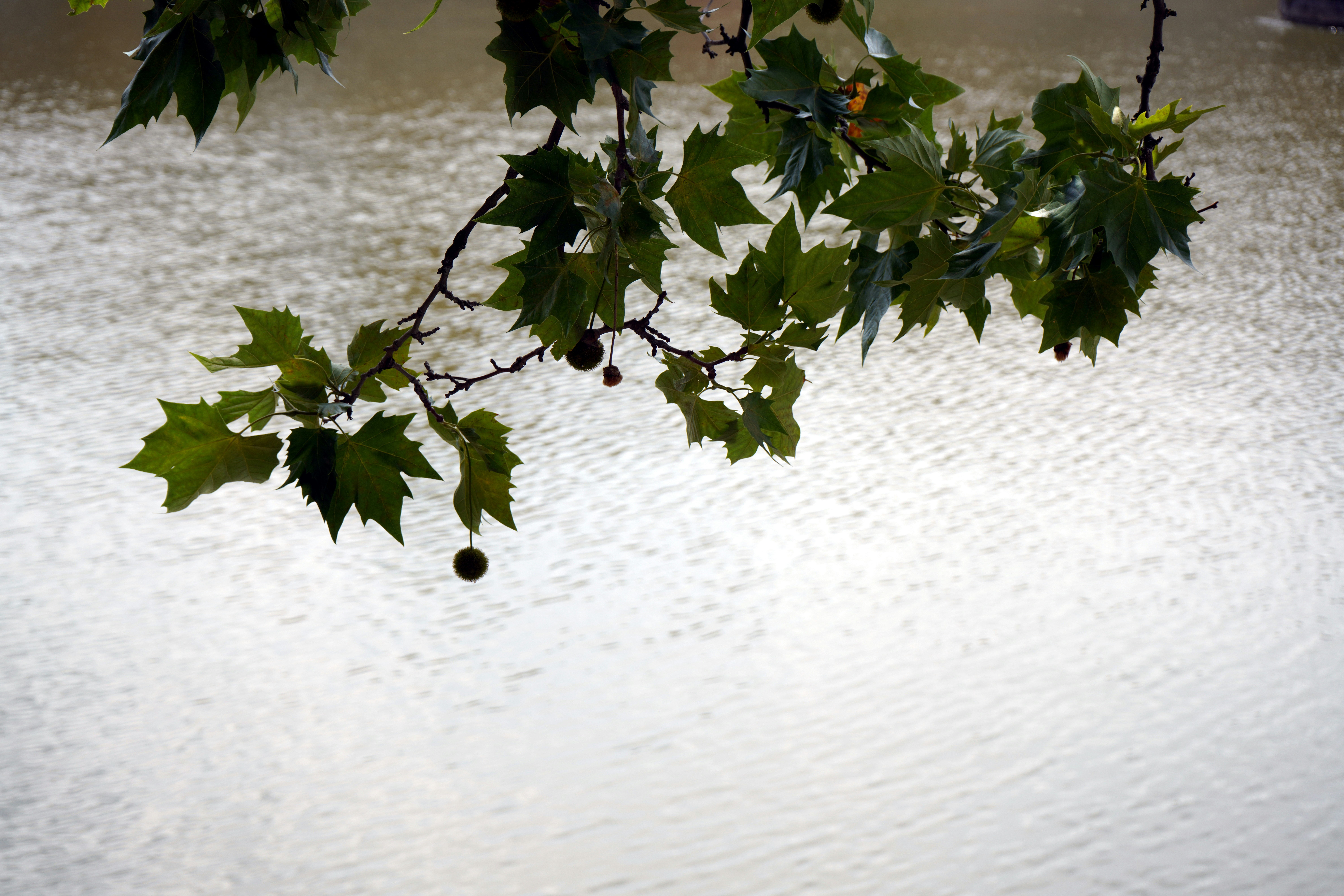 A red fire hydrant sitting in the middle of a flooded street photo ...